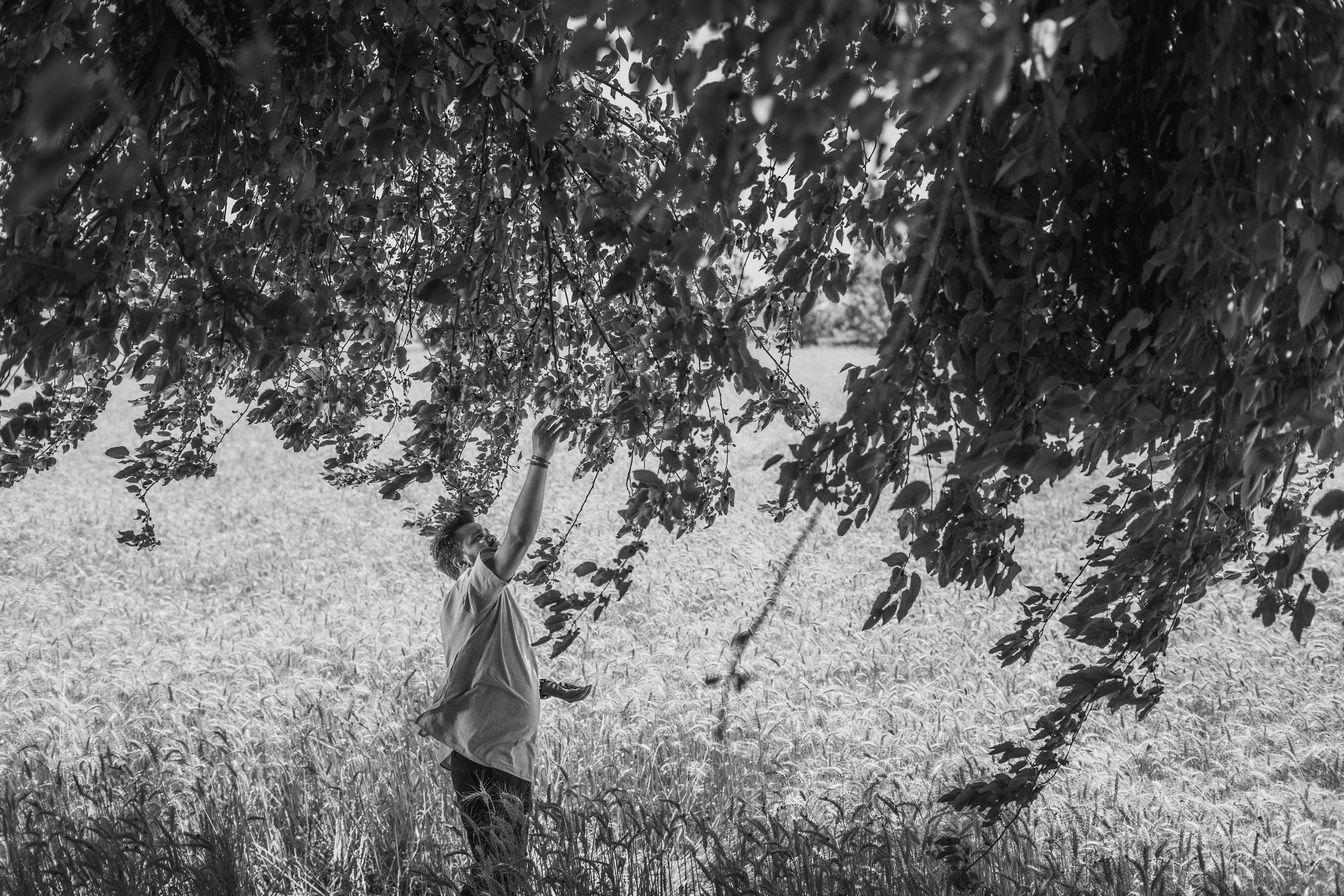 Man Gathering Fruits from Tree · Free Stock Photo