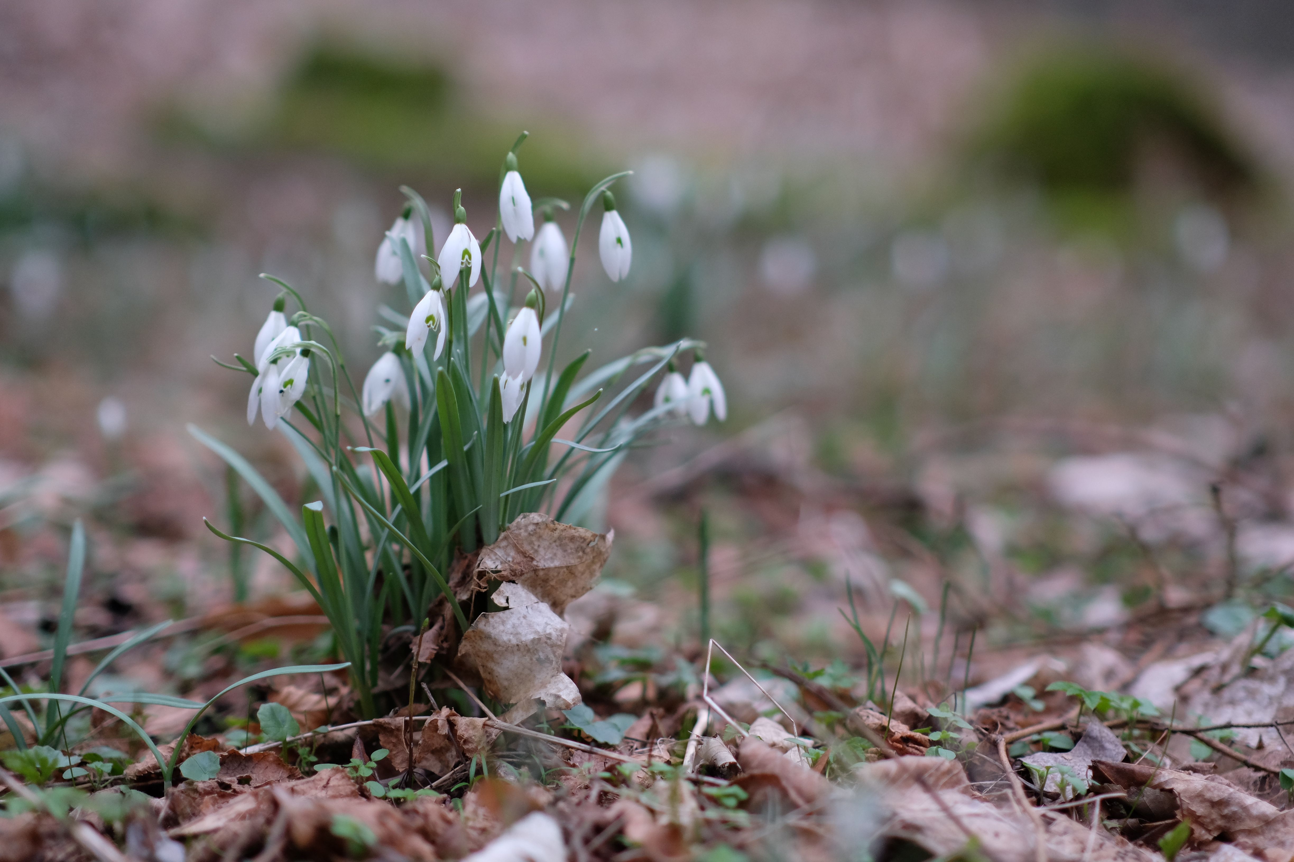 Snowdrops Blooming in Spring · Free Stock Photo