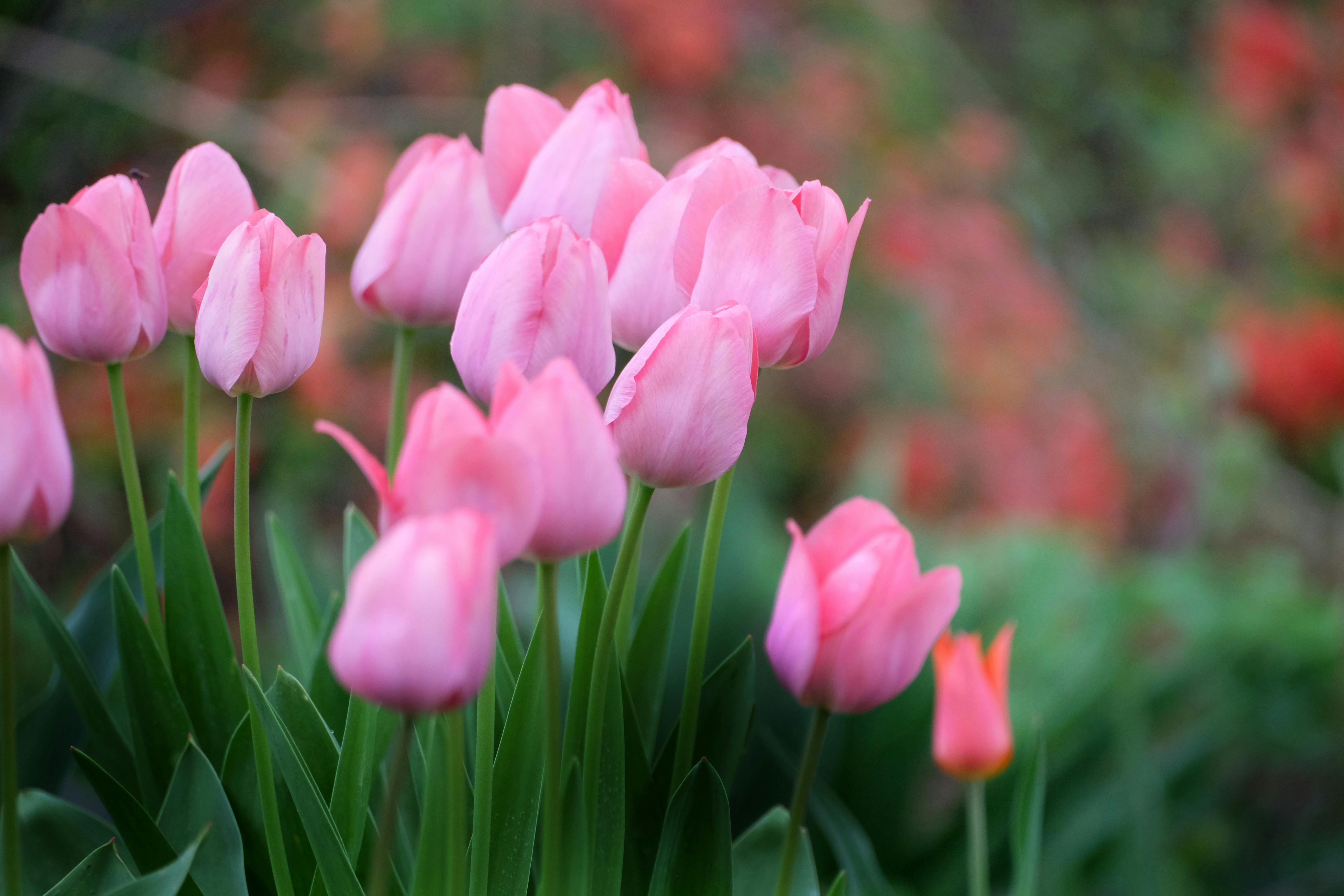 Blooming Pink Tulips · Free Stock Photo