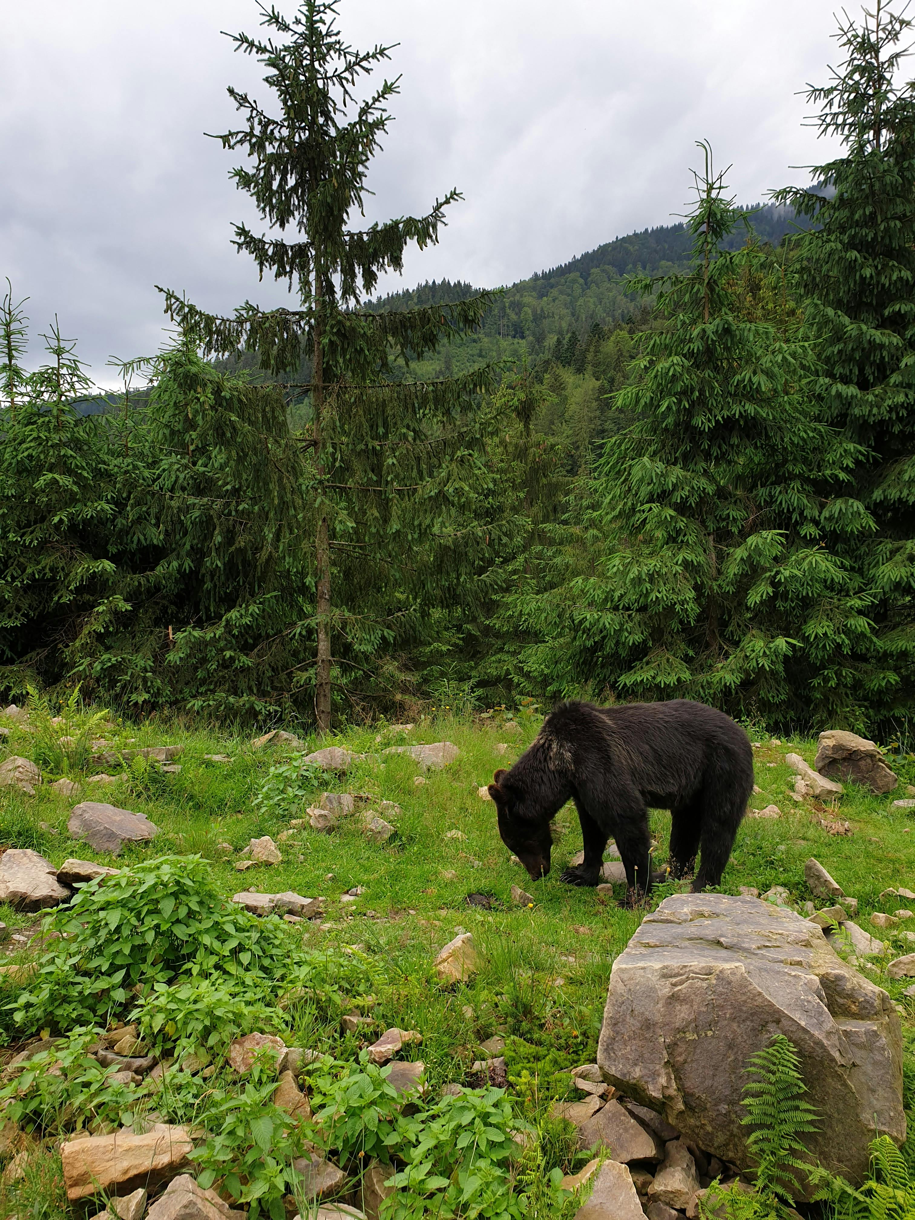 Bear in Mountains in Summer · Free Stock Photo