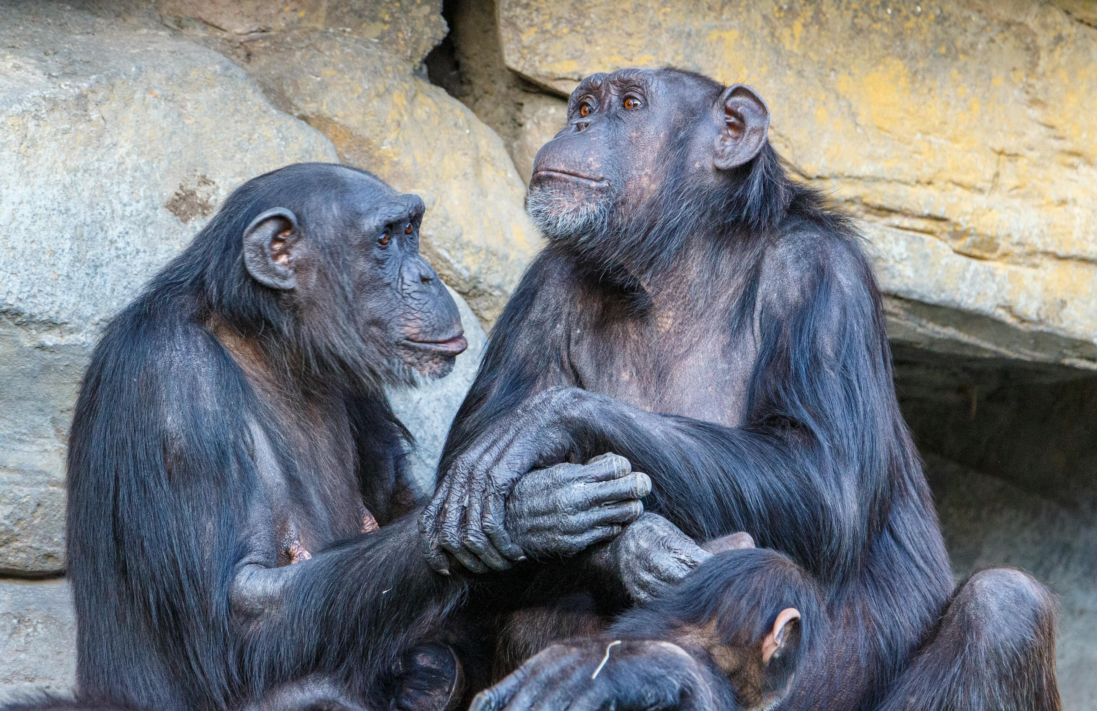 Three Chimpanzees Sitting near a Large Rock · Free Stock Photo