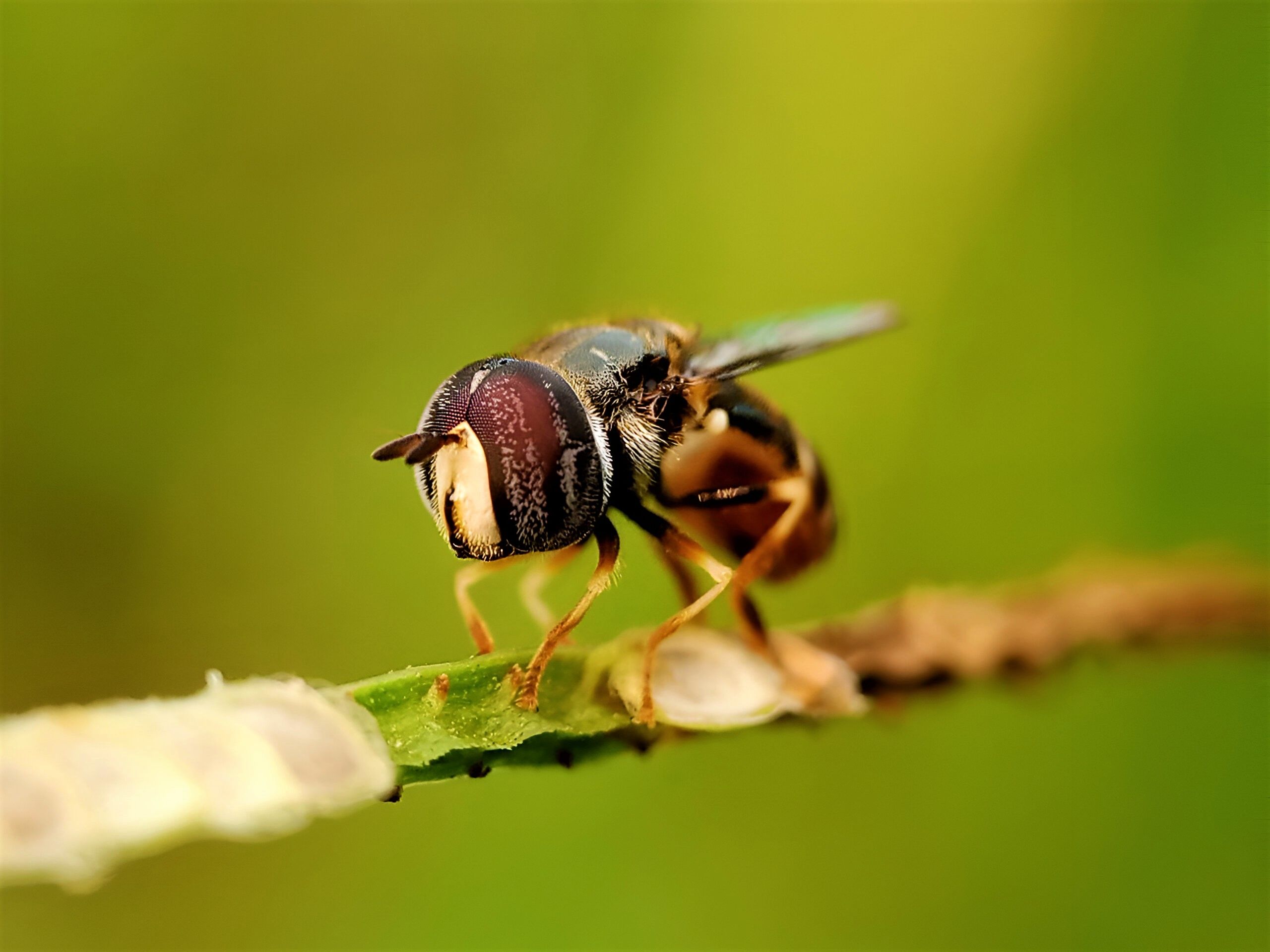 Insect Extermination Photos Download The Best Free Insect