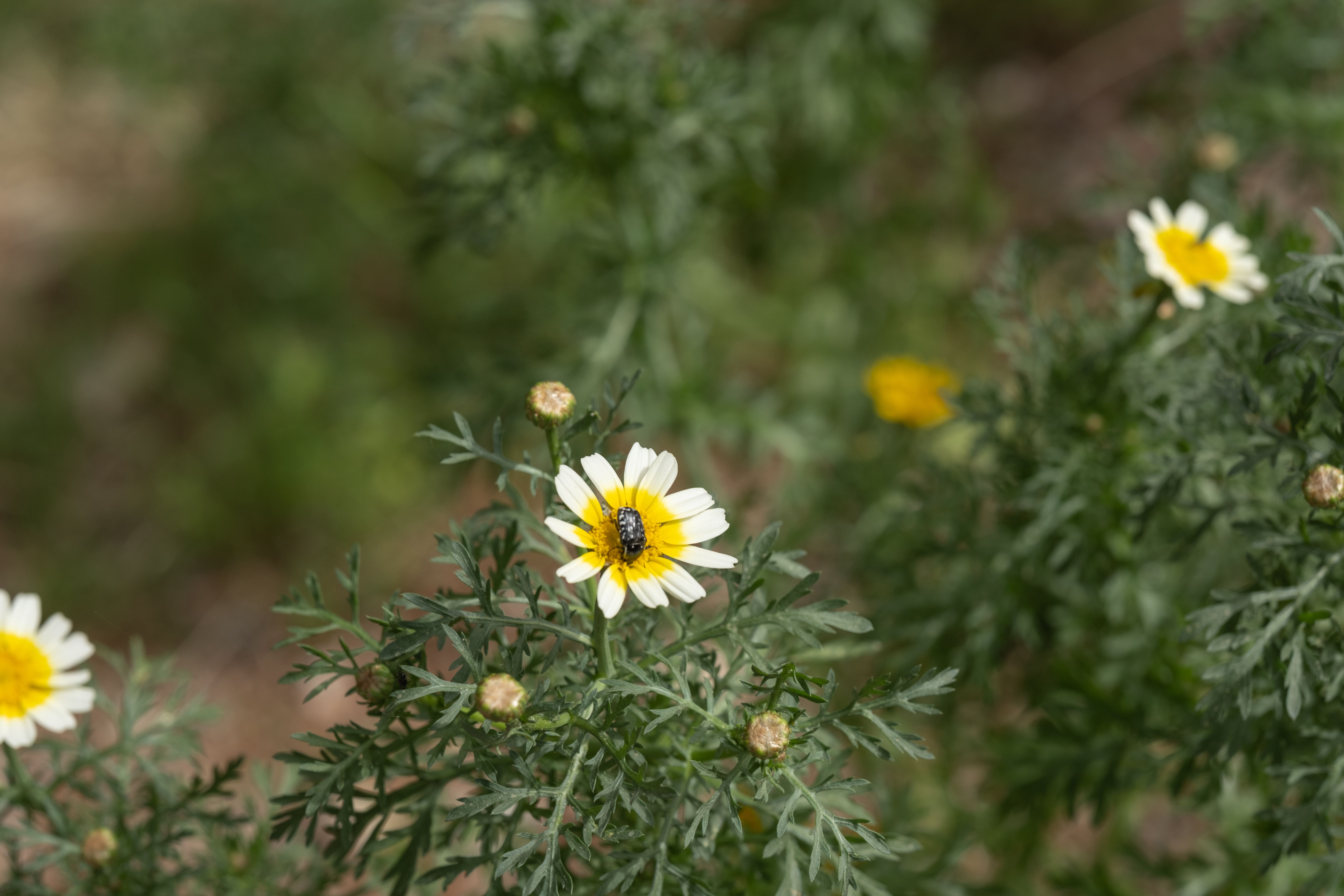 Bug on a Flower · Free Stock Photo