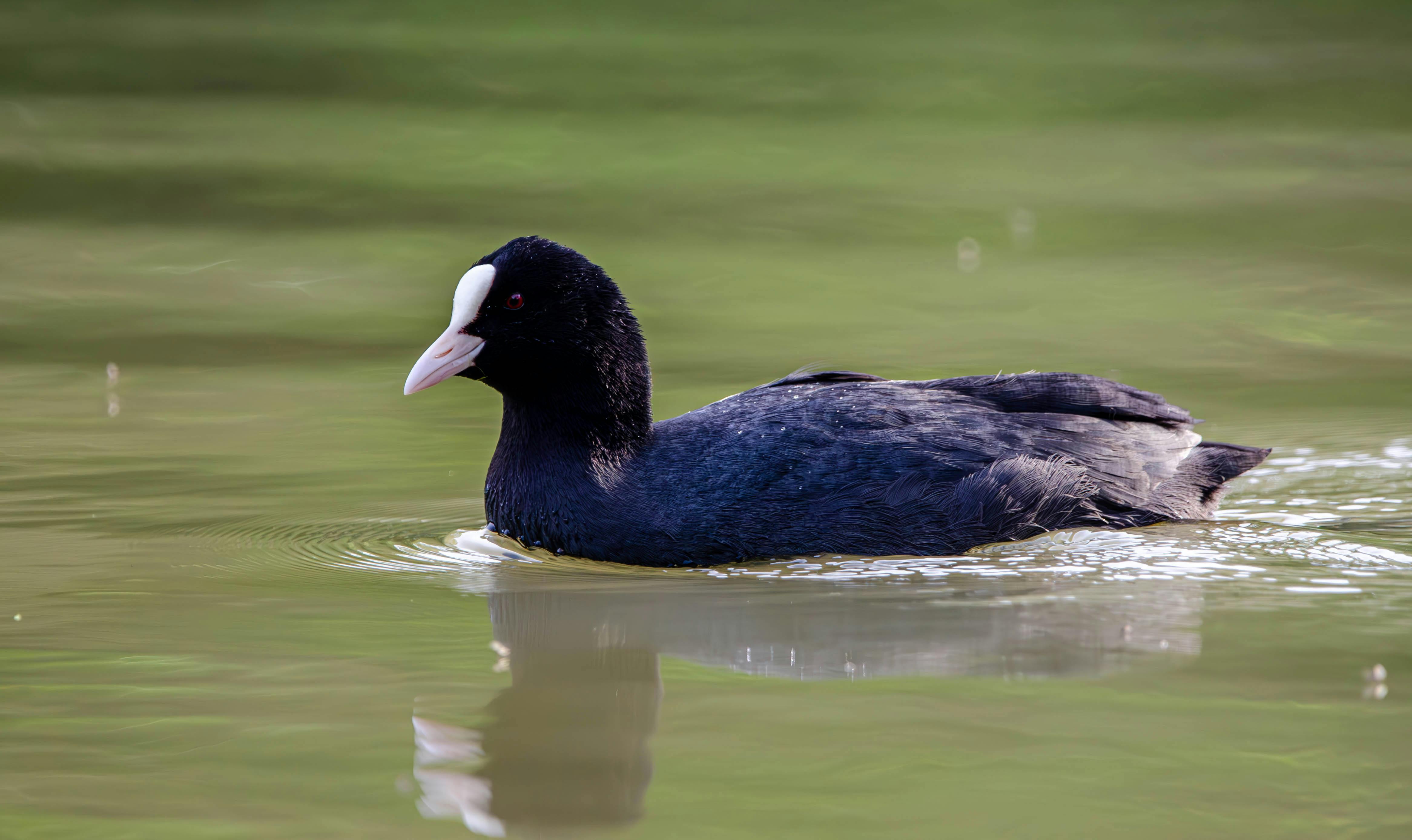 Photo of the Eurasian coot · Free Stock Photo