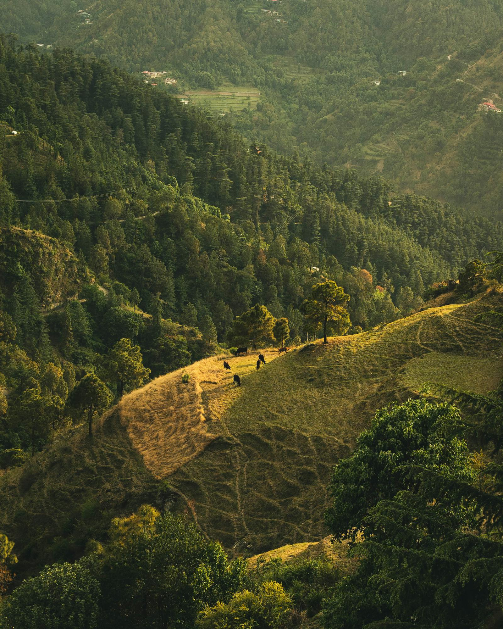 Forest Animals Photos, Download The BEST Free Forest Animals Stock ...