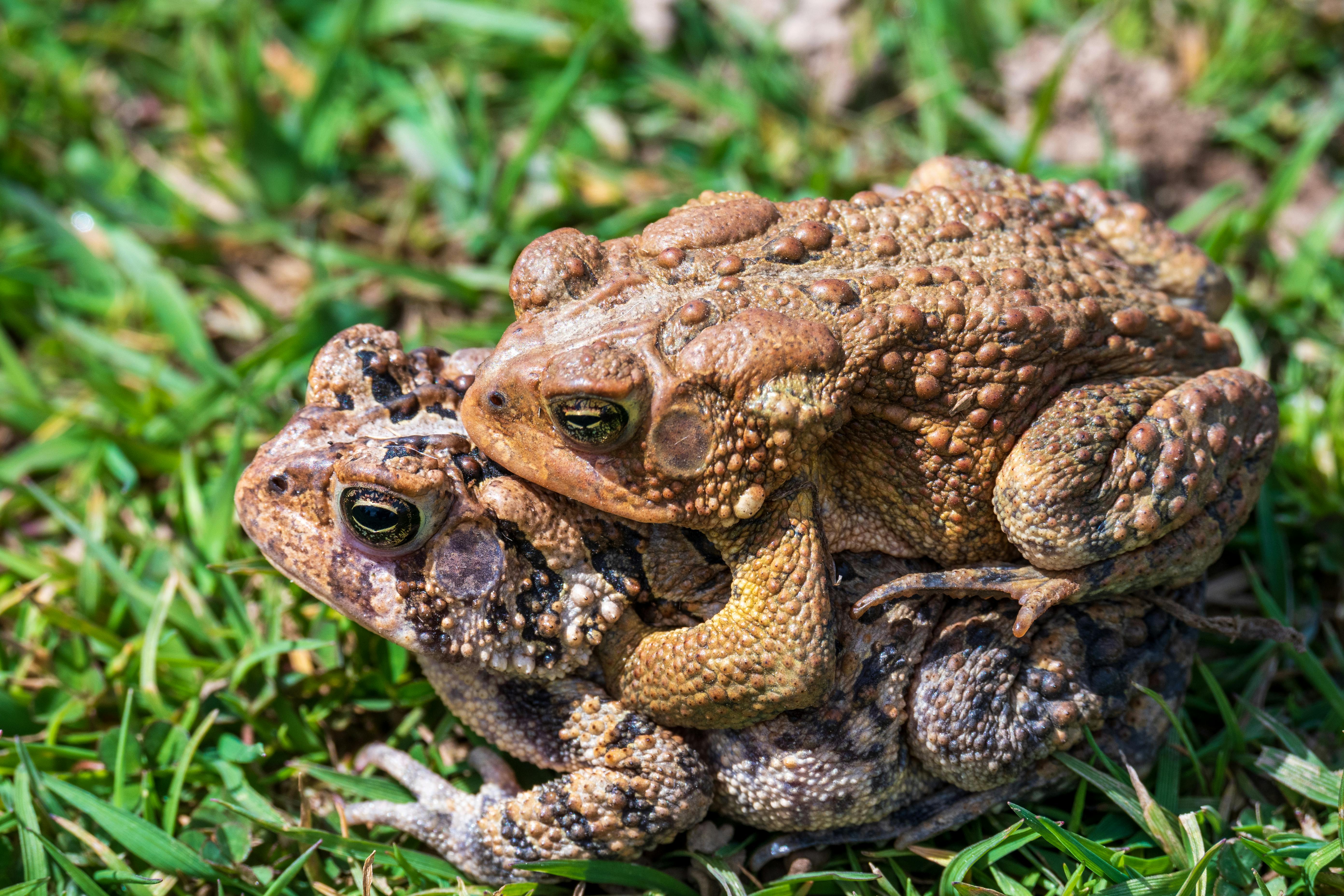 Toad Skin Texture Photos, Download The BEST Free Toad Skin Texture ...