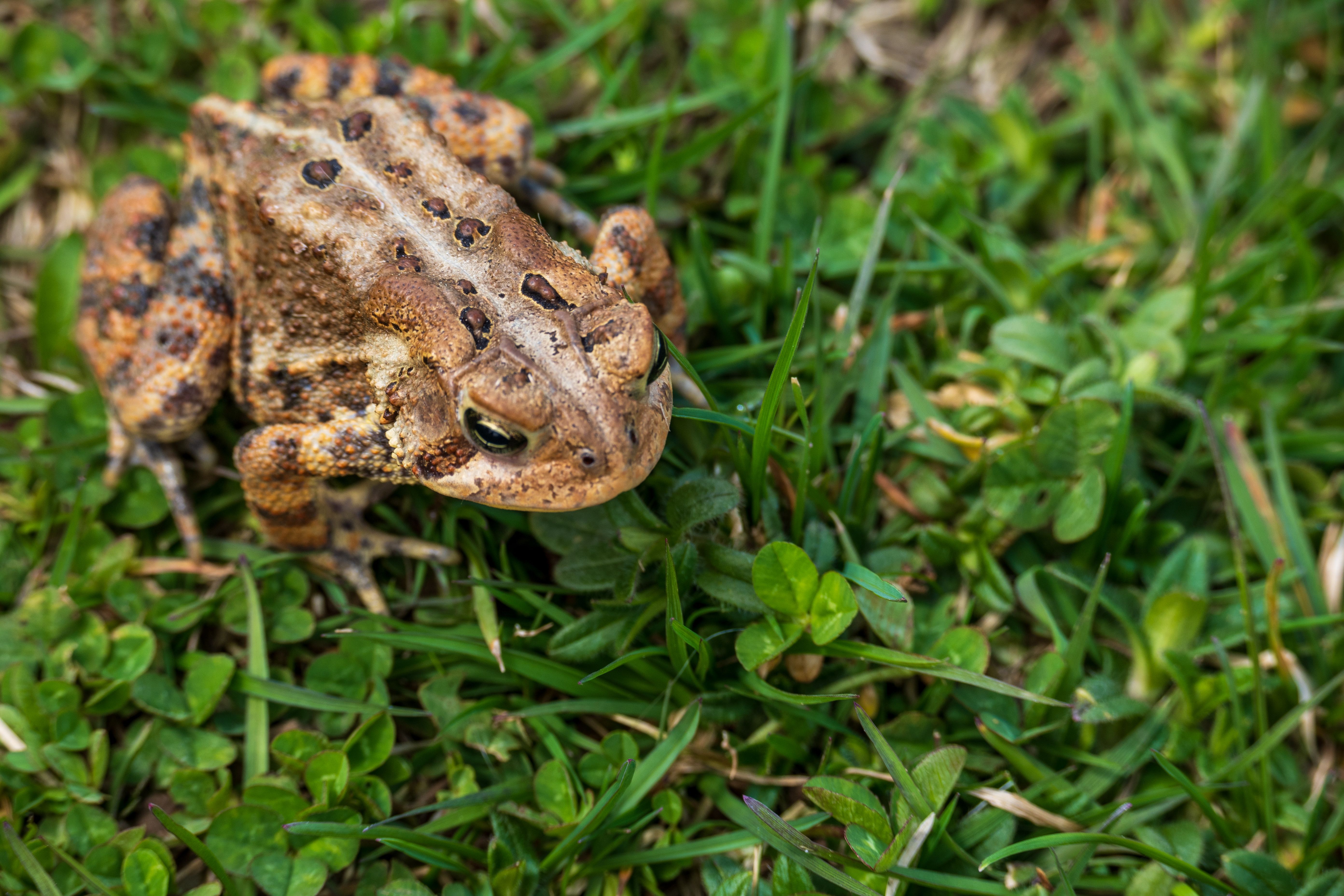 Frog Cartoon Photos, Download The BEST Free Frog Cartoon Stock Photos ...