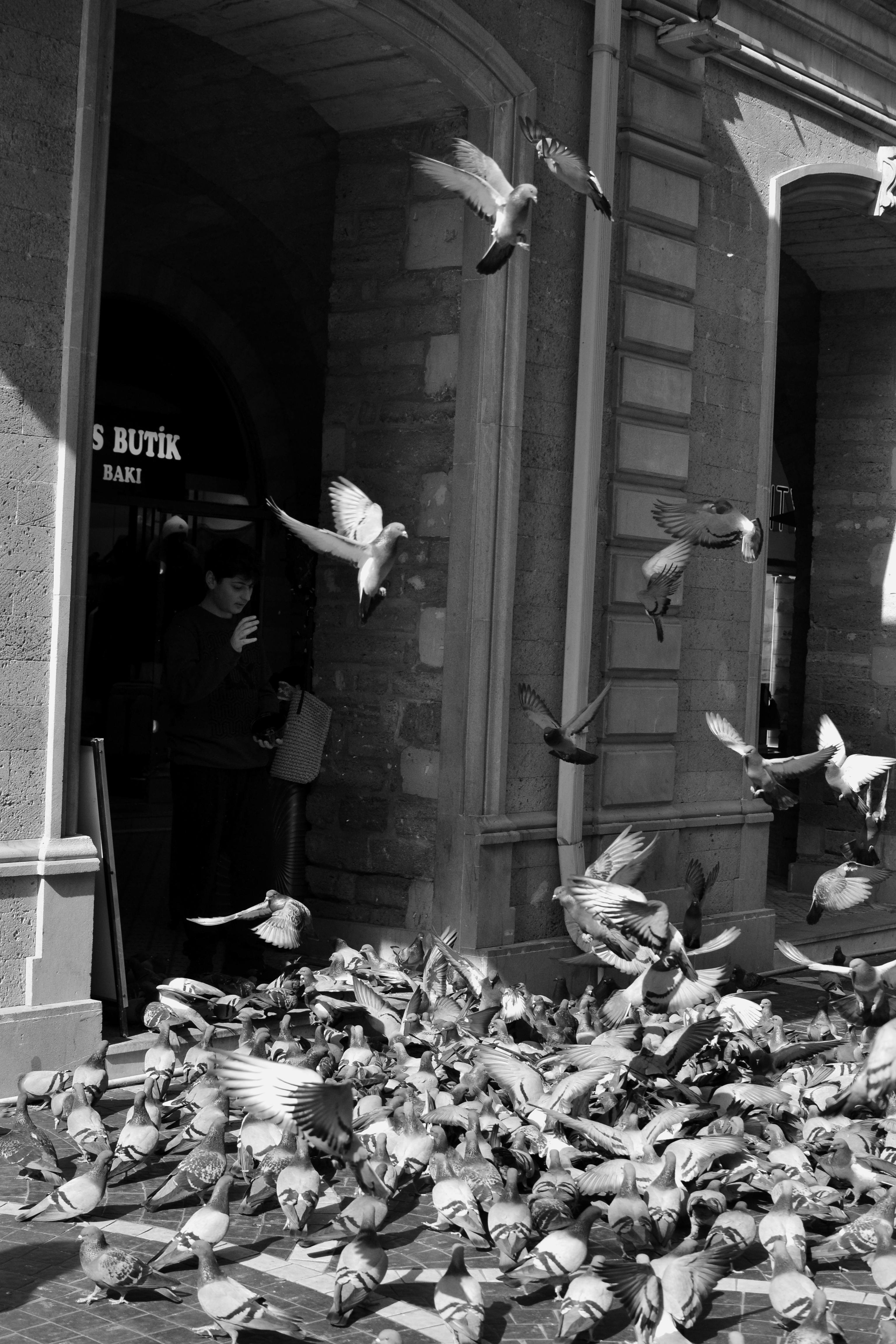 Black and White Photo of Flock of Pigeons Gathering on Sidewalk · Free ...