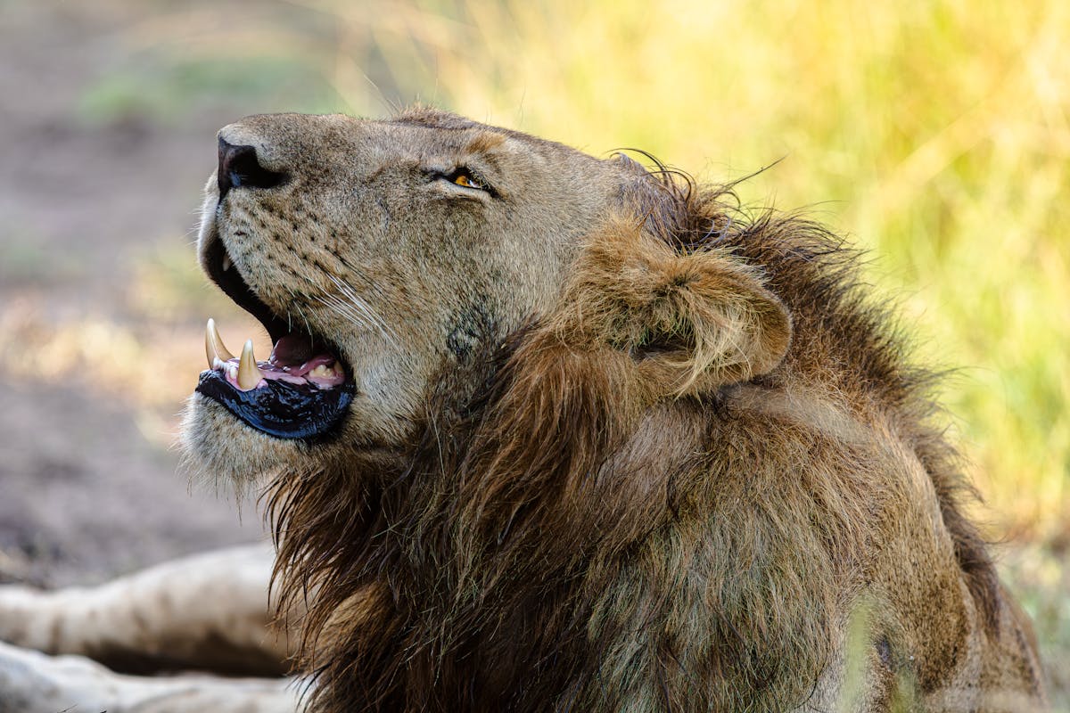 Yawning Photos, Download The BEST Free Yawning Stock Photos & HD Images