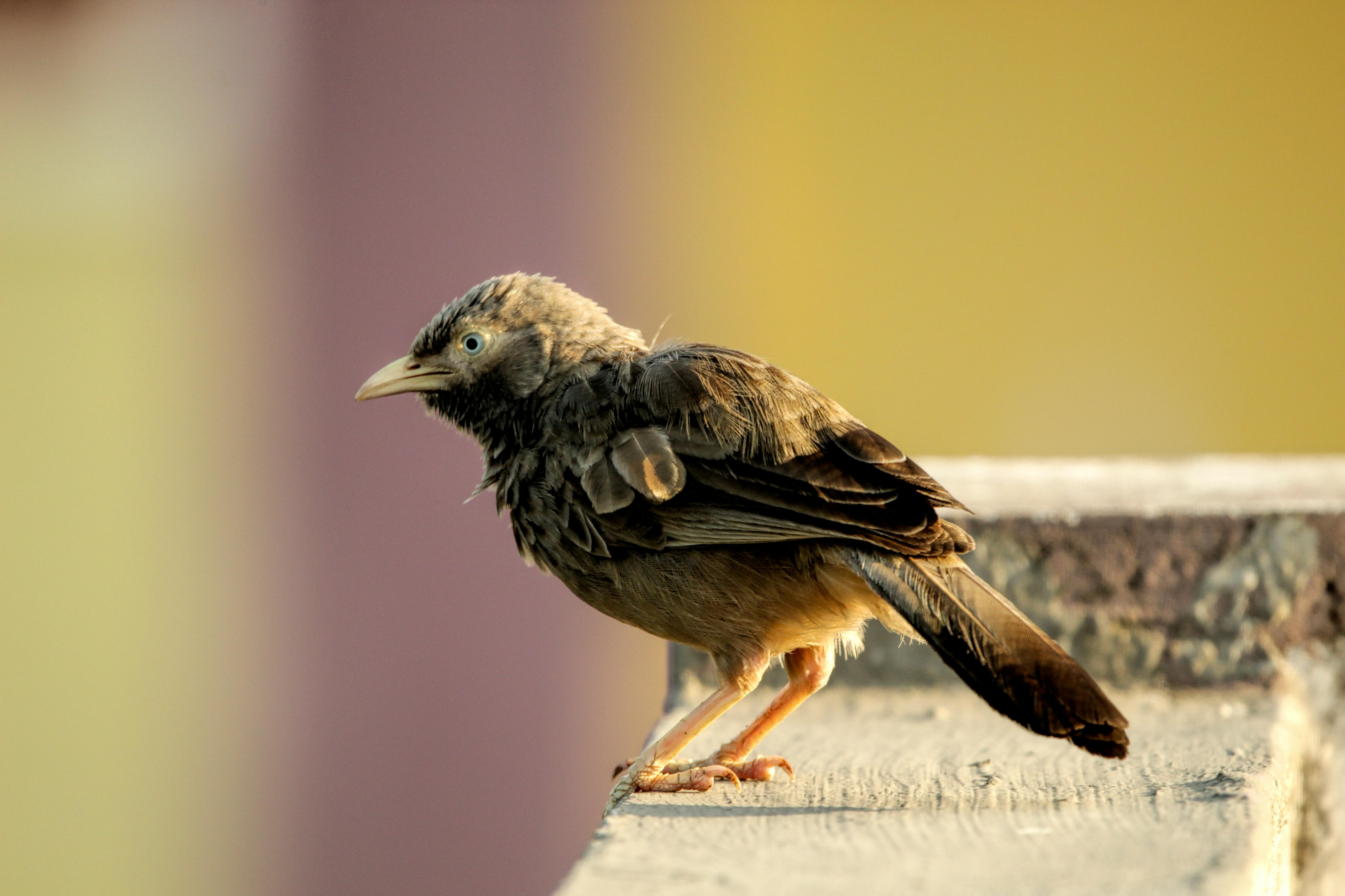 Twittering Bird Photos, Download The BEST Free Twittering Bird Stock ...