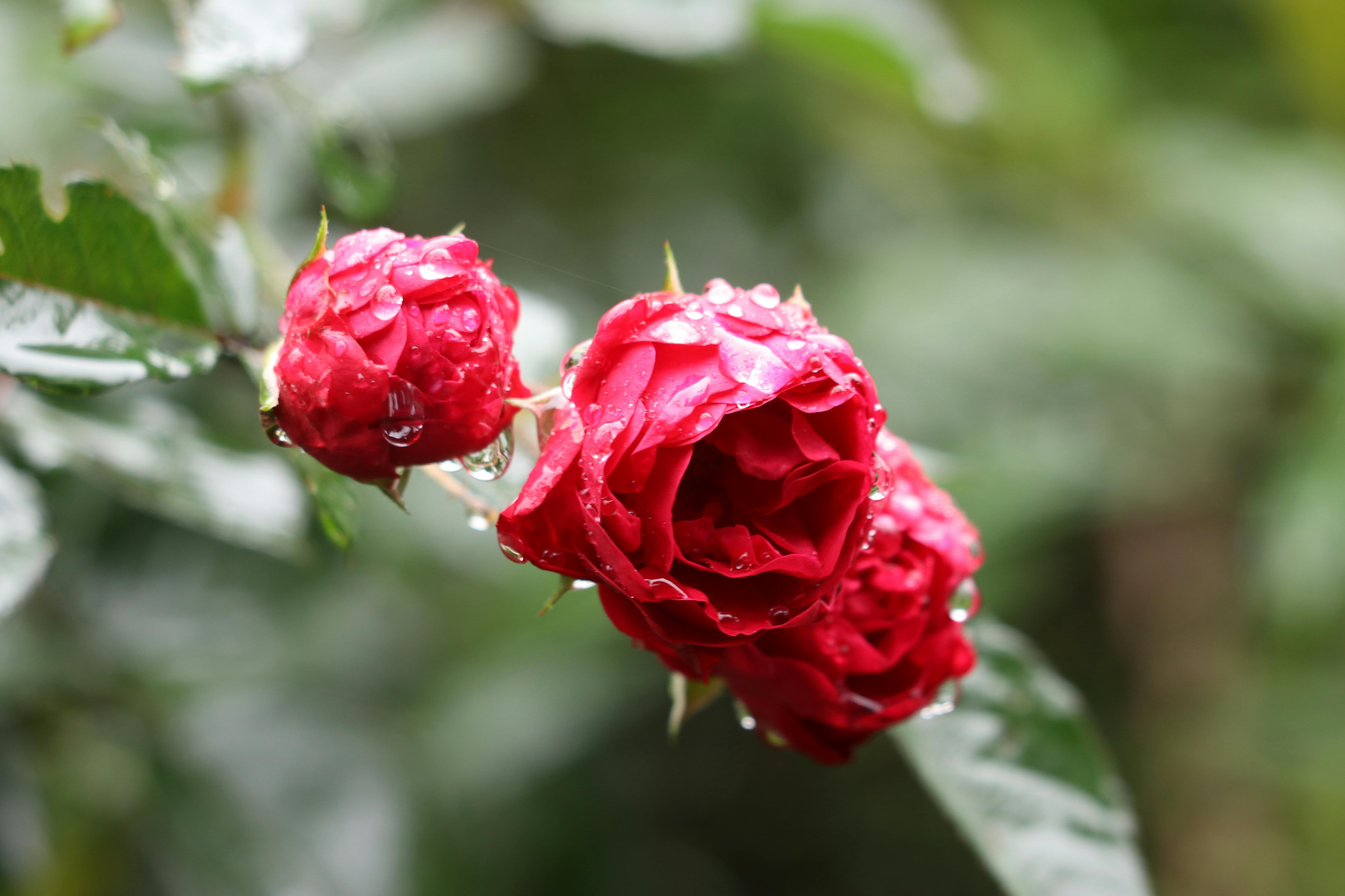Close up of a Rose · Free Stock Photo