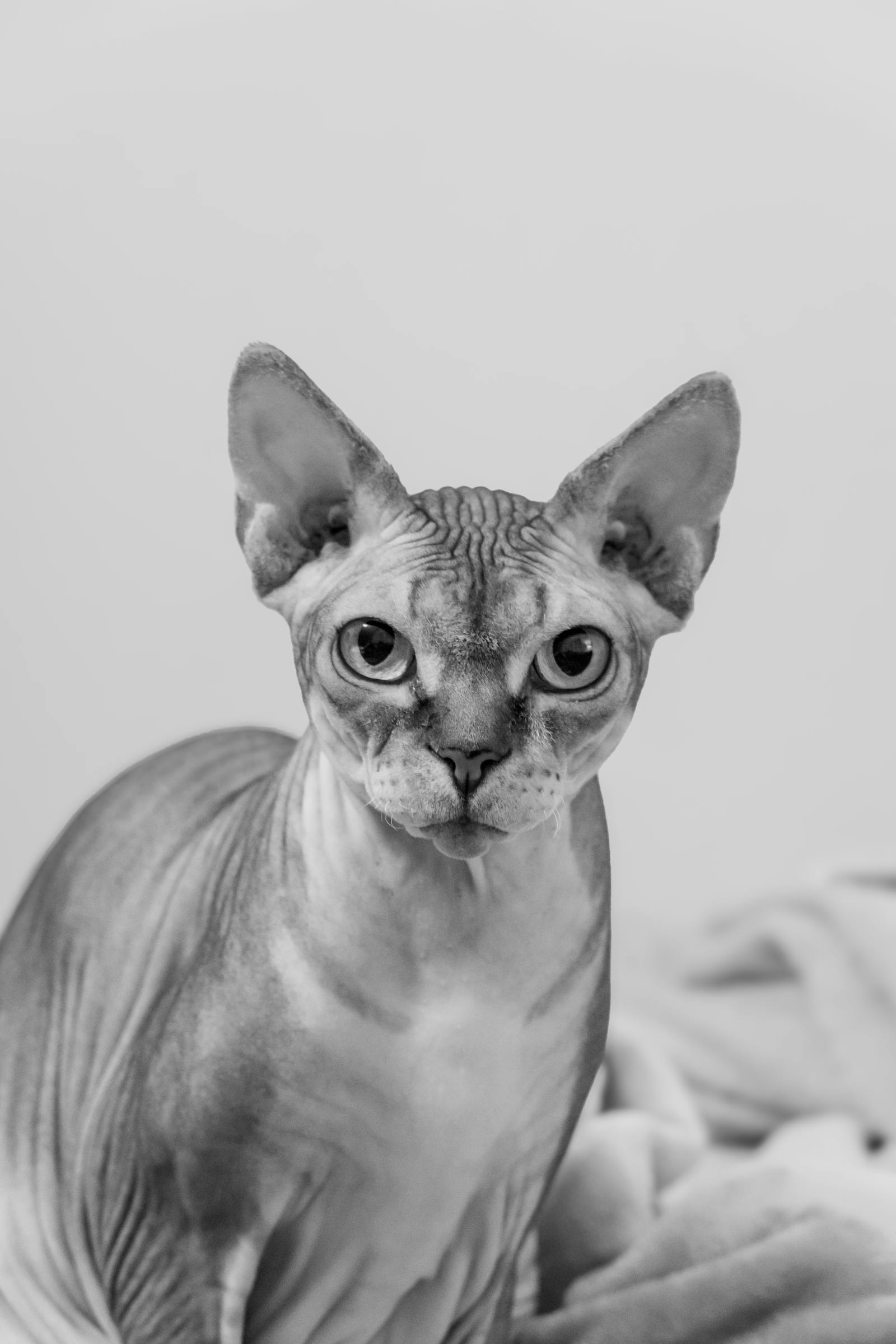 Cat Pfp Photos, Download The BEST Free Cat Pfp Stock Photos & HD Images