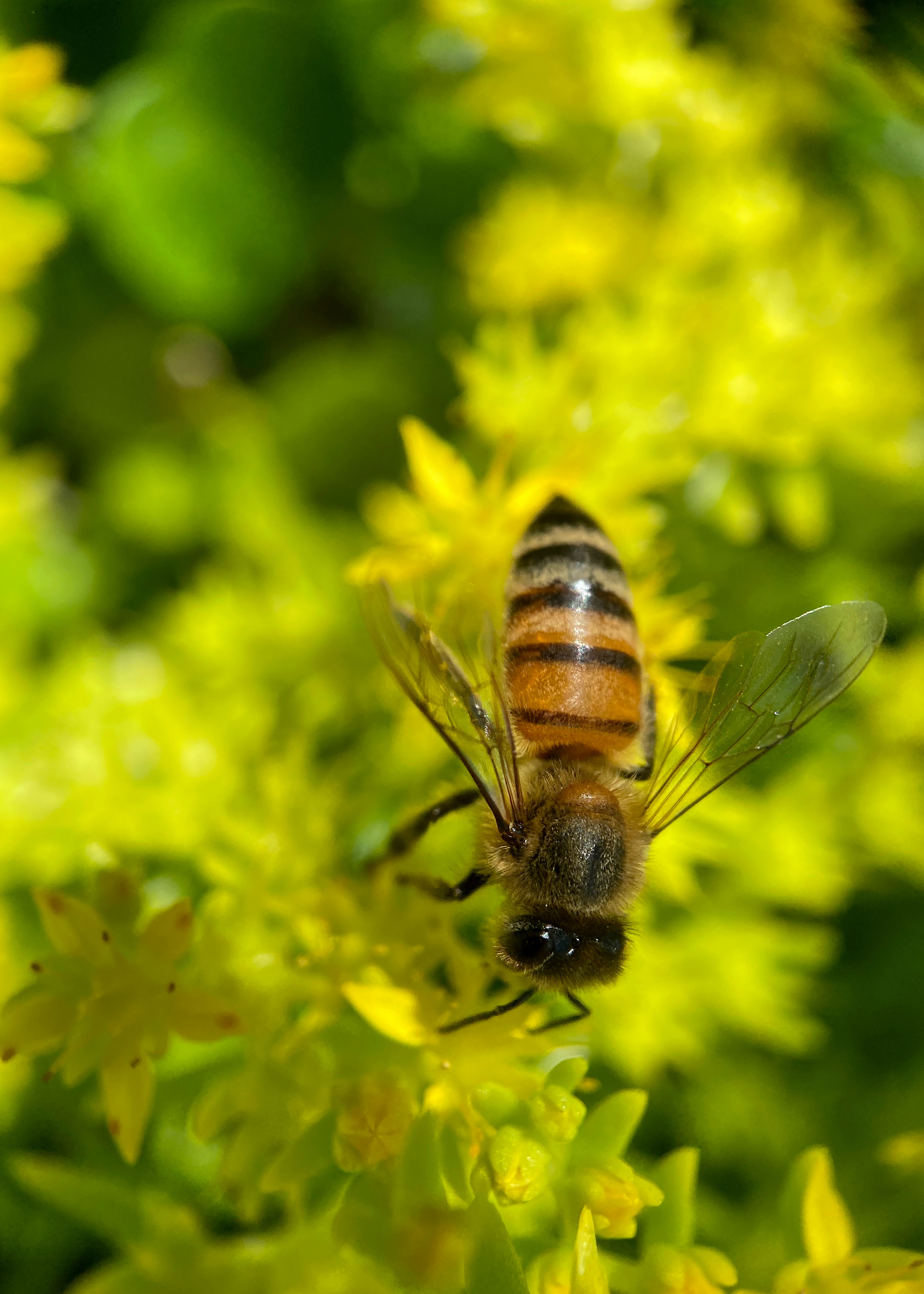 Foto de stock gratuita sobre abeja, abeja de miel de cerca, abeja en ...