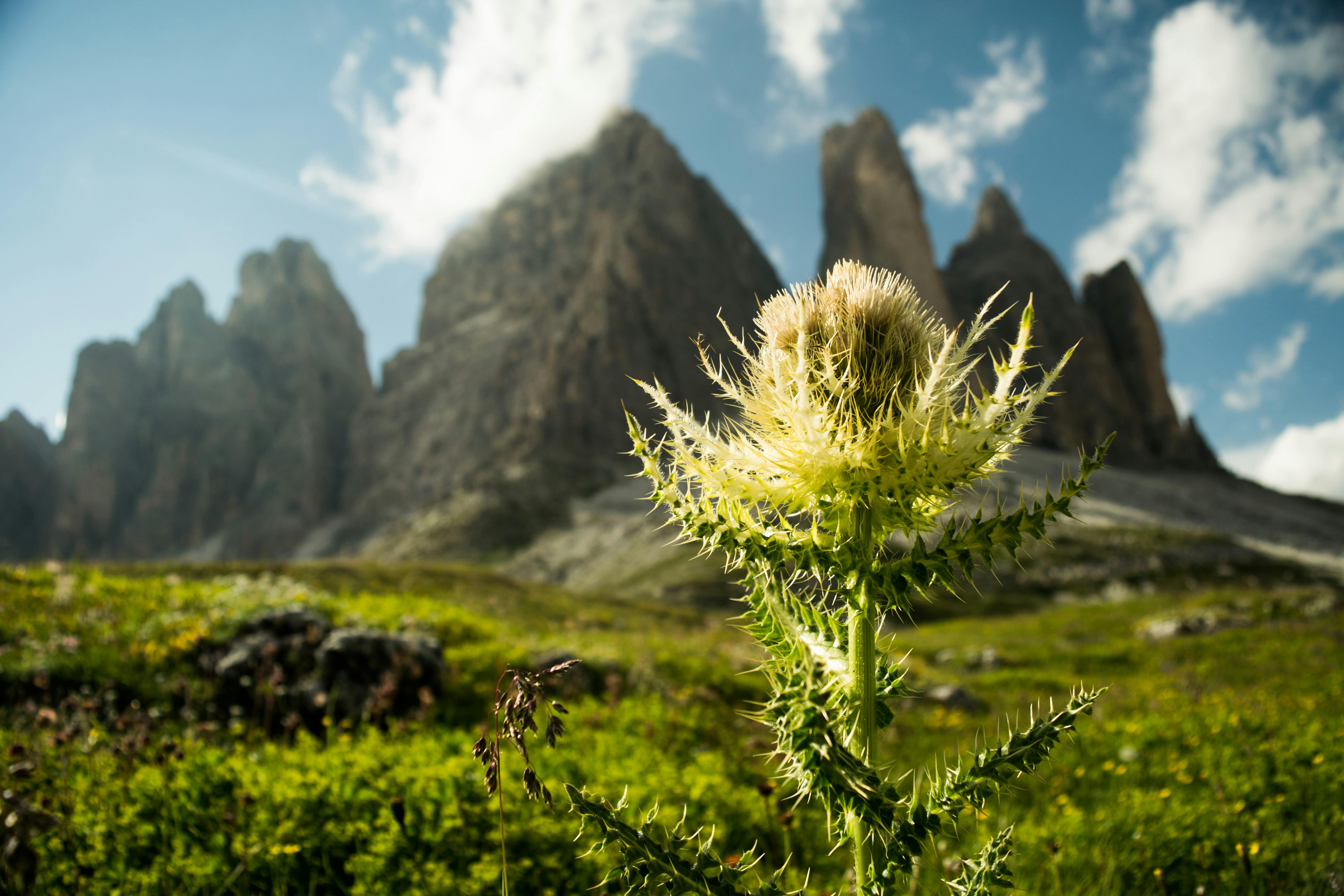 Foto de stock gratuita sobre al aire libre, alpes italianos, alpino ...