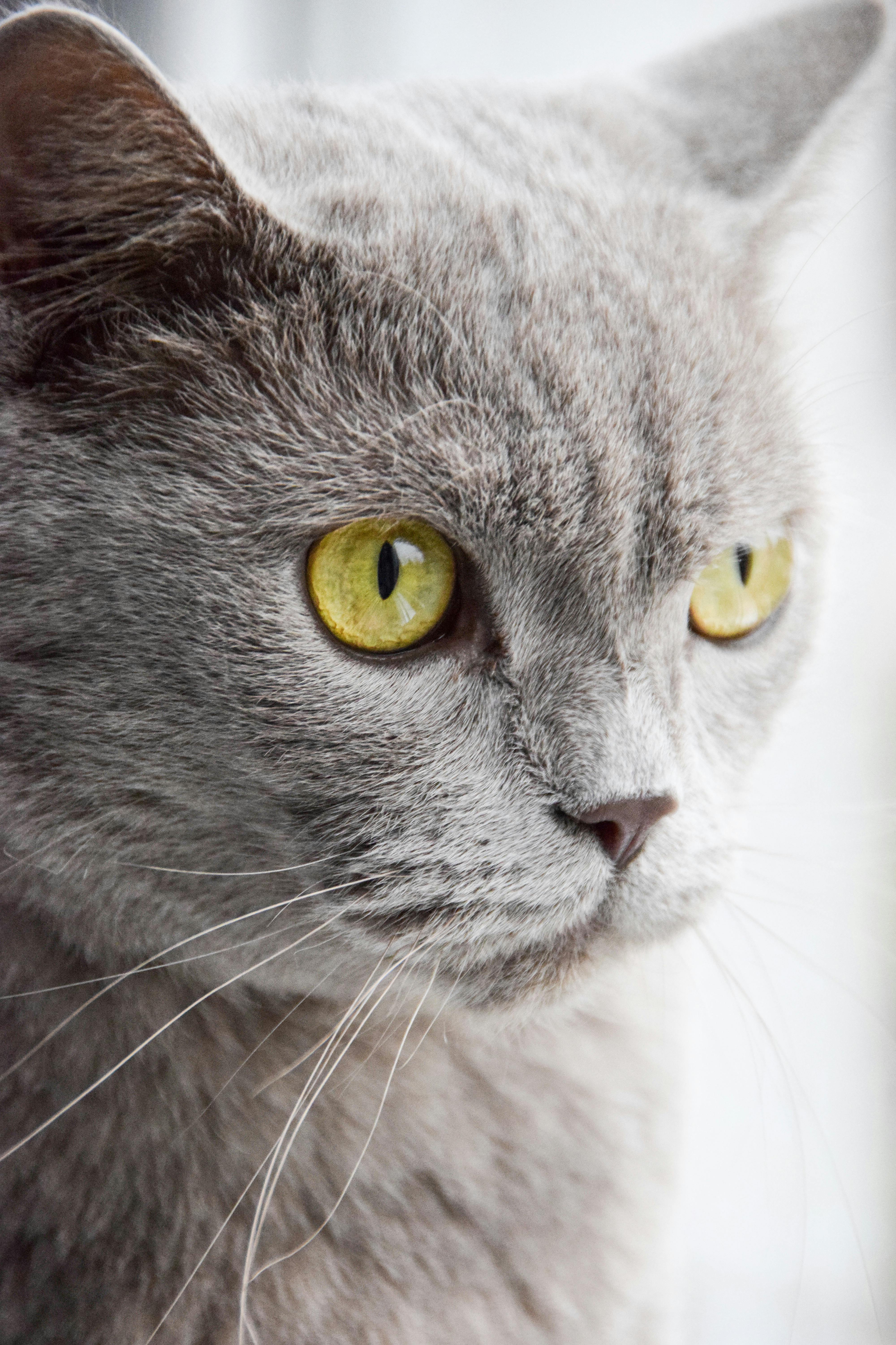 Head of Gray Cat · Free Stock Photo