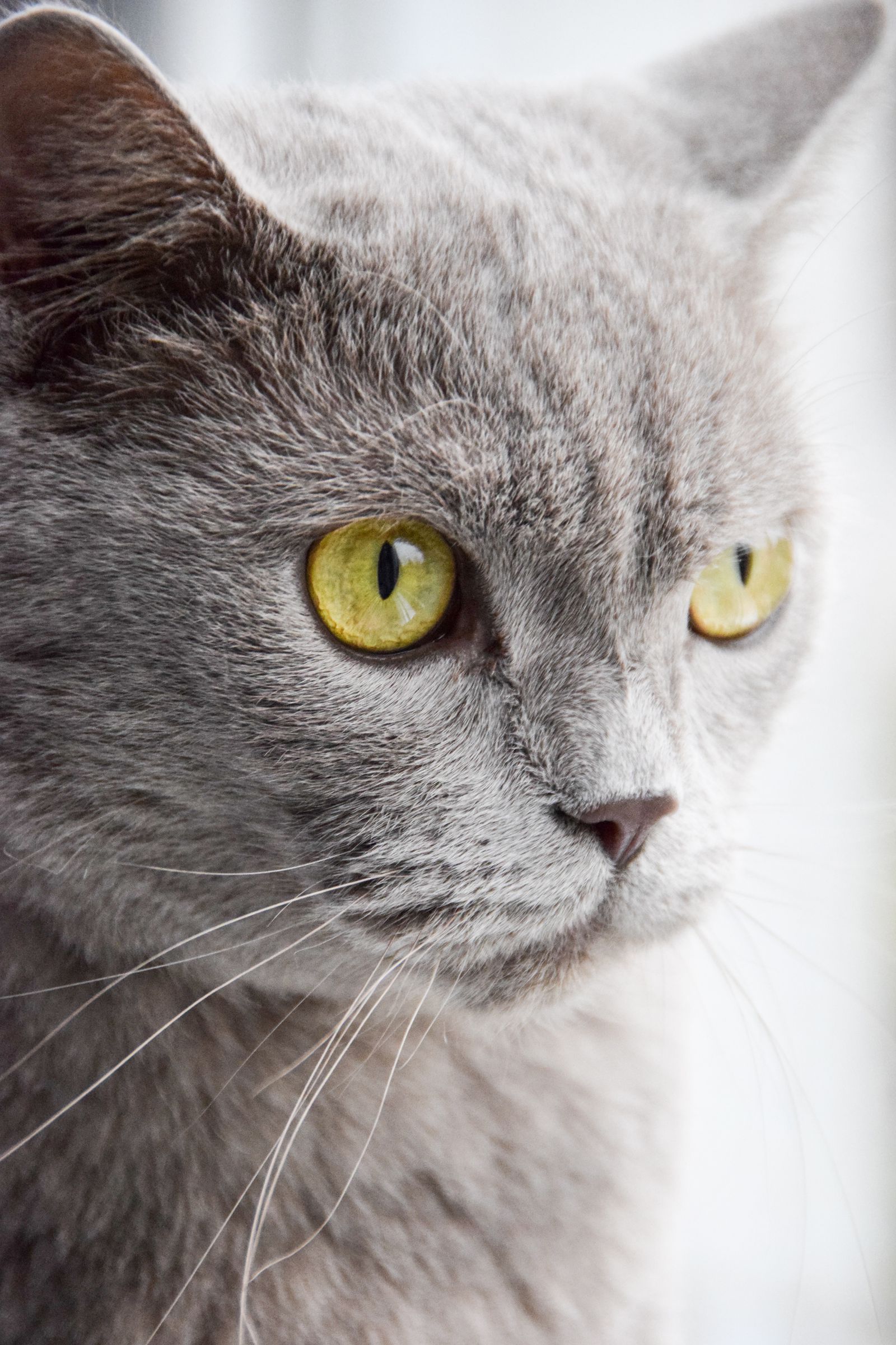 Grey Cat Photos, Download The BEST Free Grey Cat Stock Photos & HD Images
