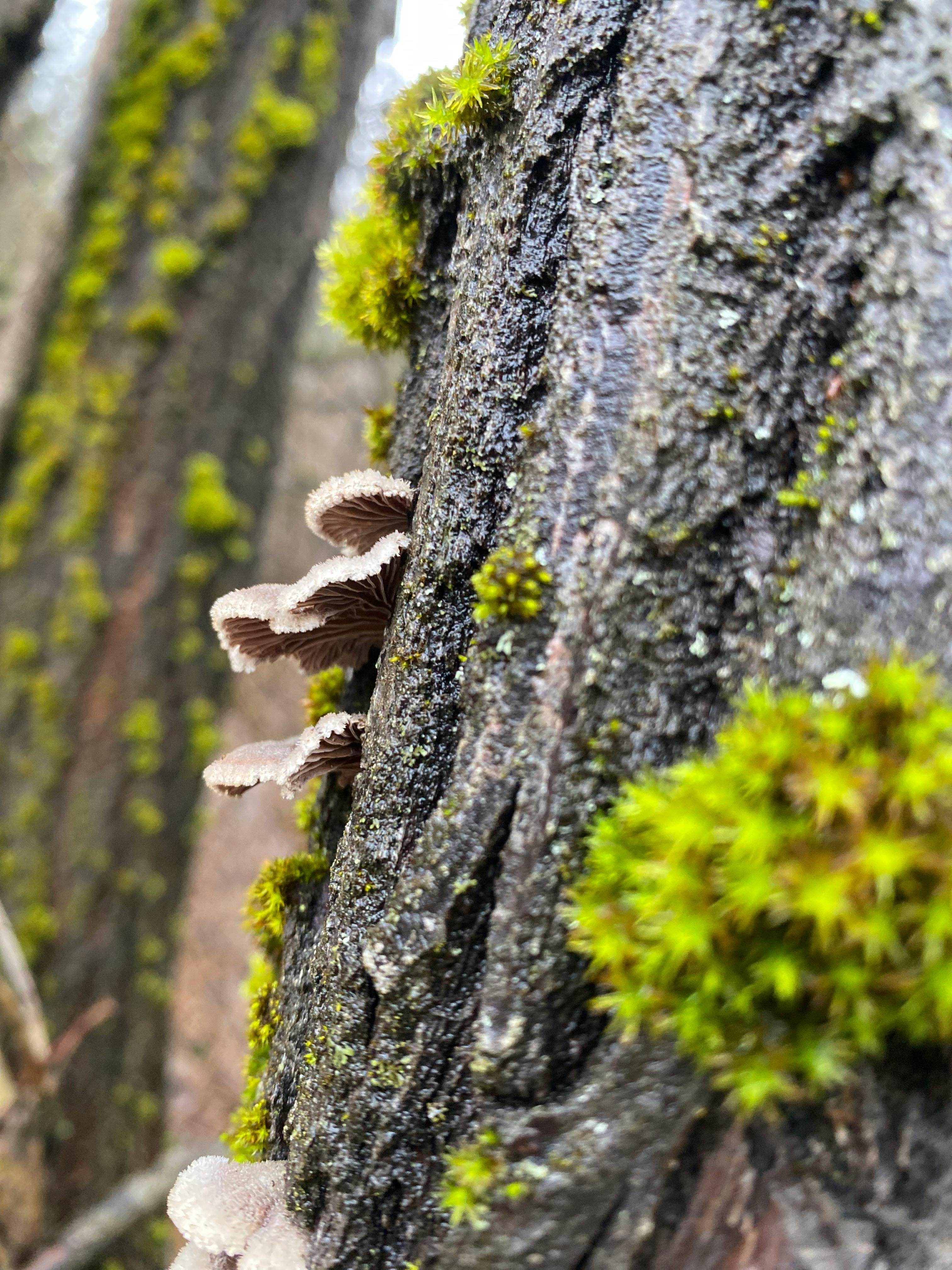 Close-up of Moss and Fungi on the Tree Trunk · Free Stock Photo