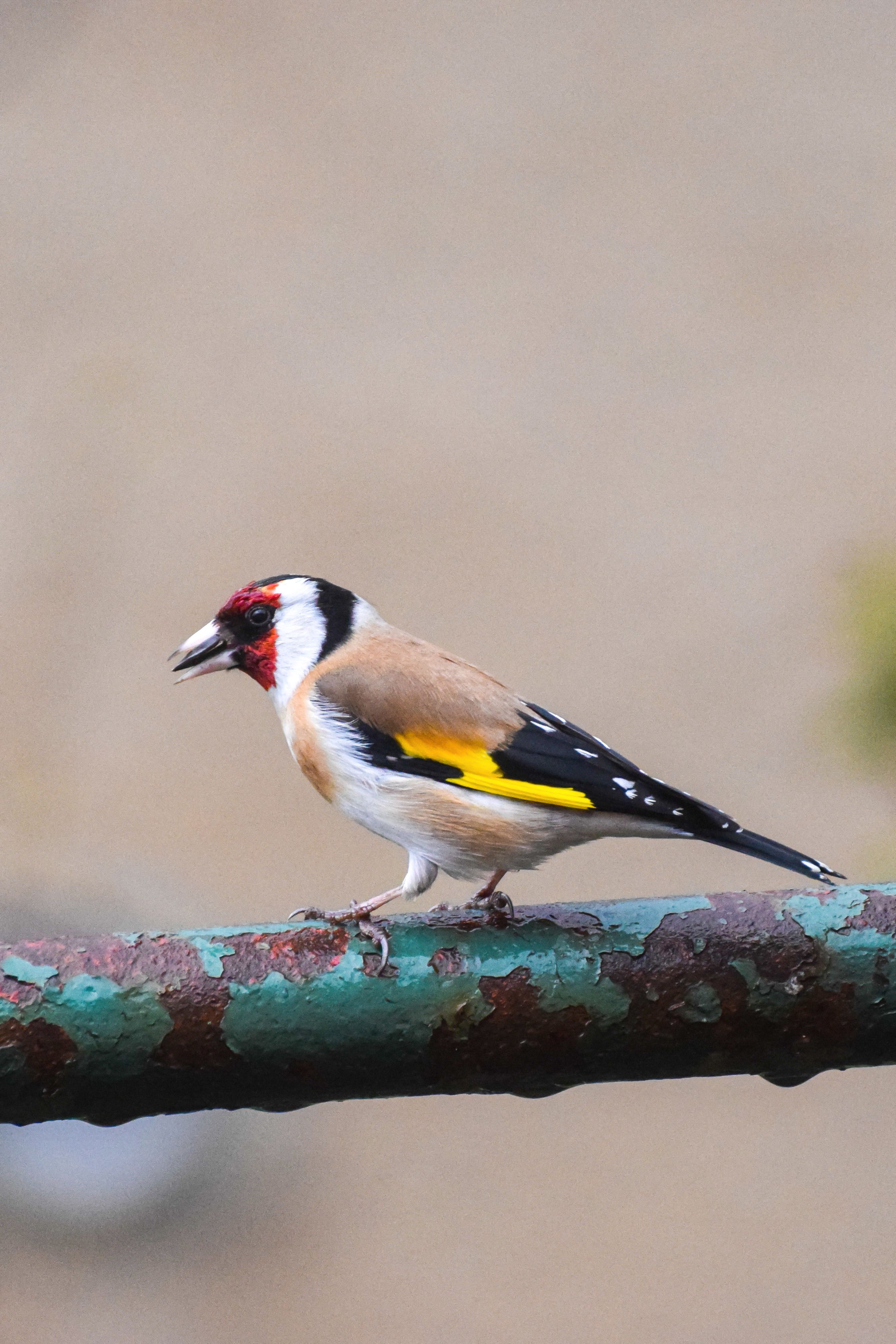 European Goldfinch on Railing · Free Stock Photo