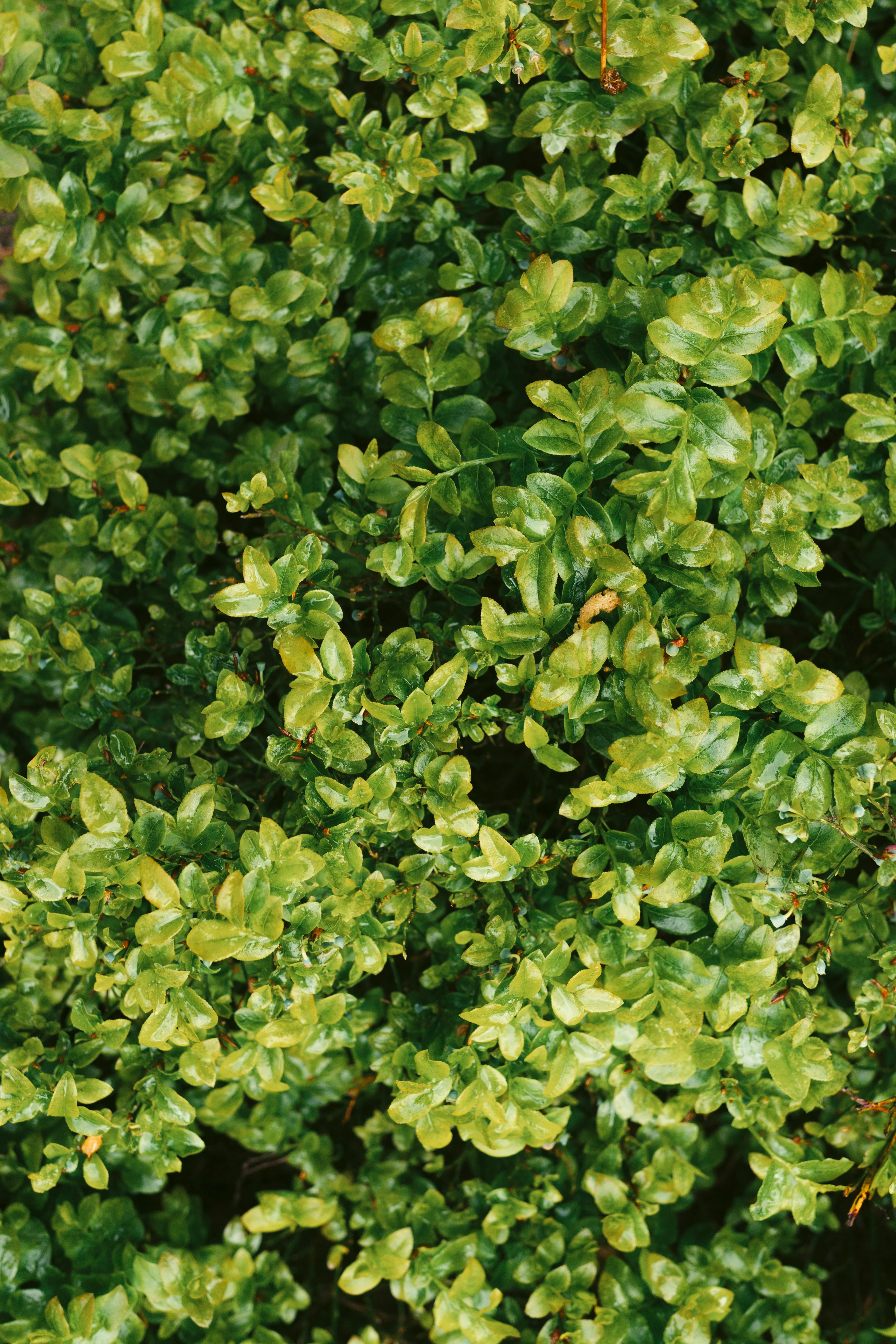 Lush boxwood evergreen shrub growing in garden · Free Stock Photo