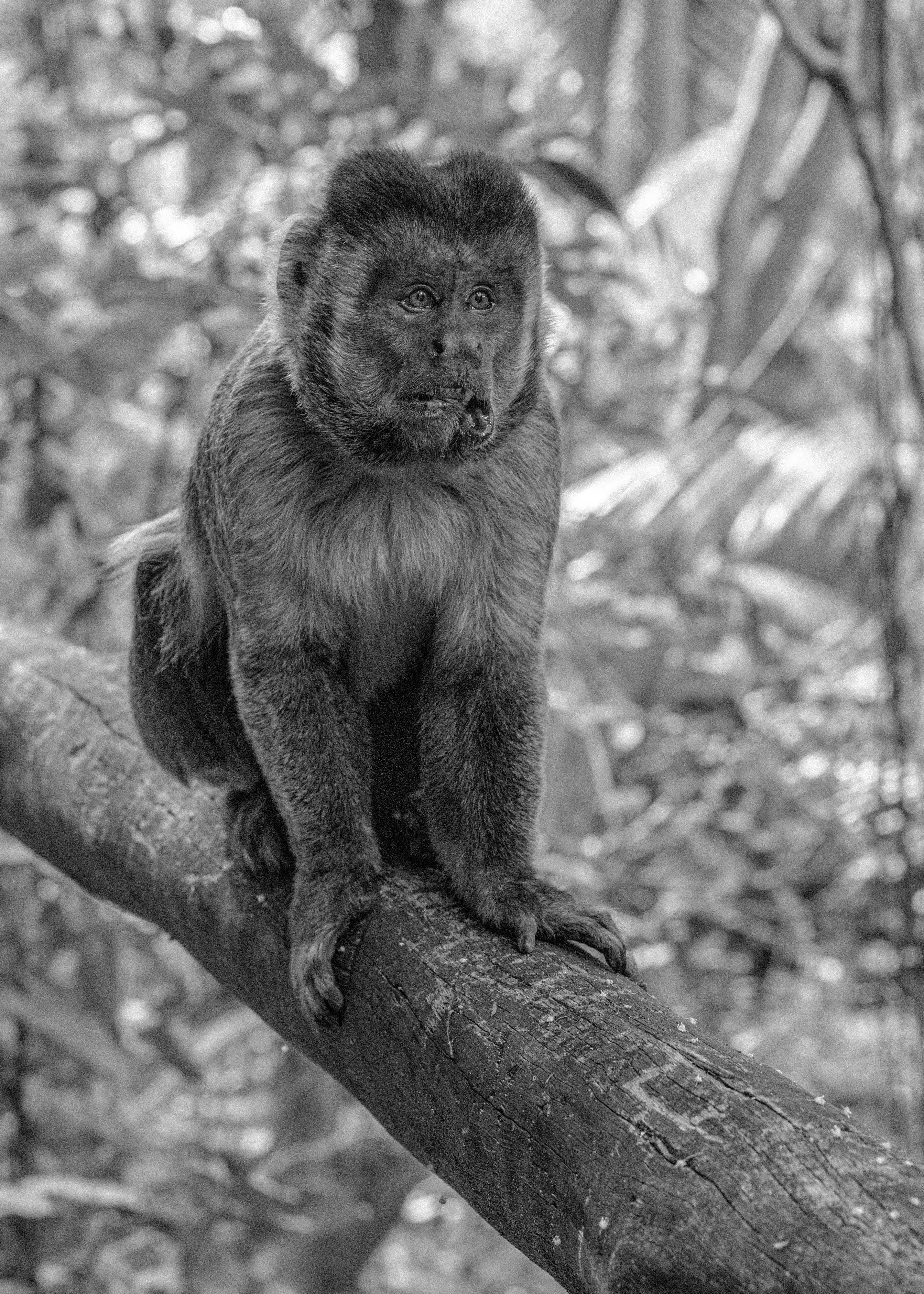 Tufted Capuchin Monkey · Free Stock Photo