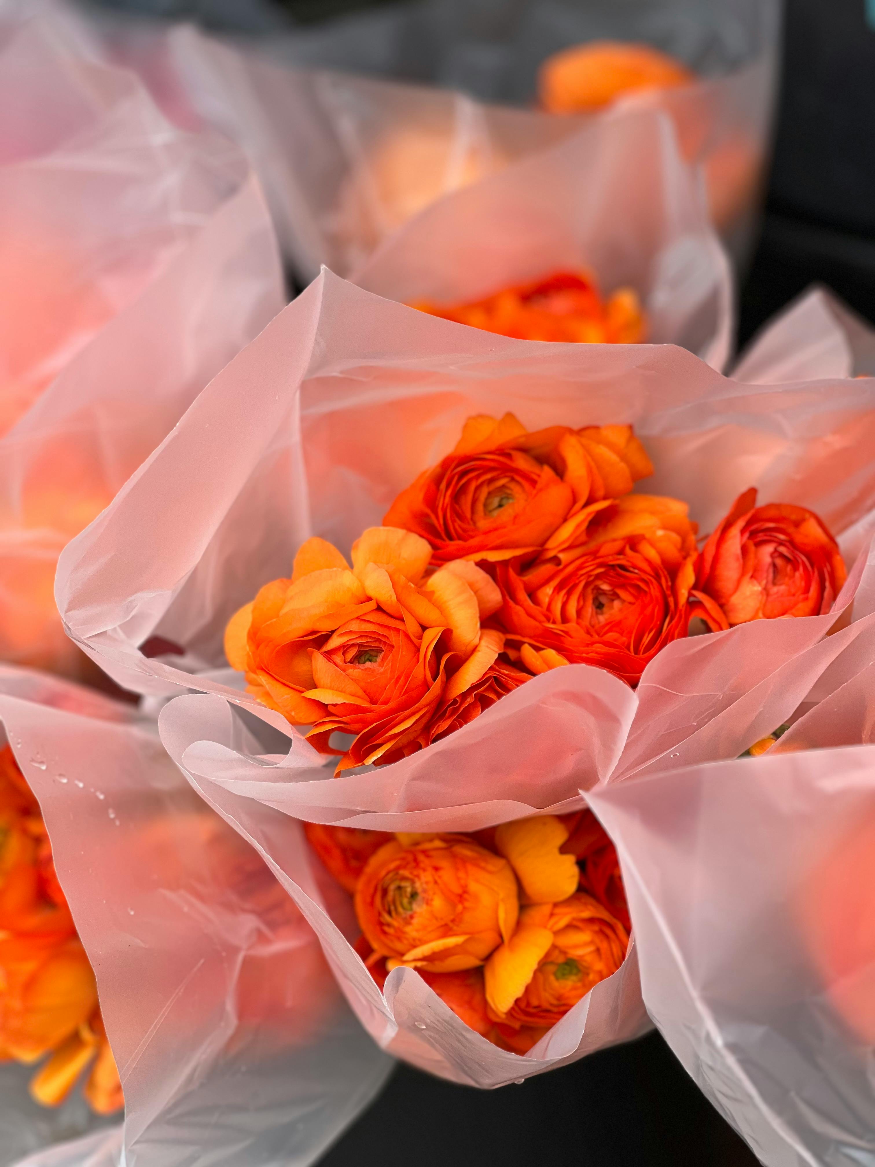 Bouquet of Orange Roses · Free Stock Photo