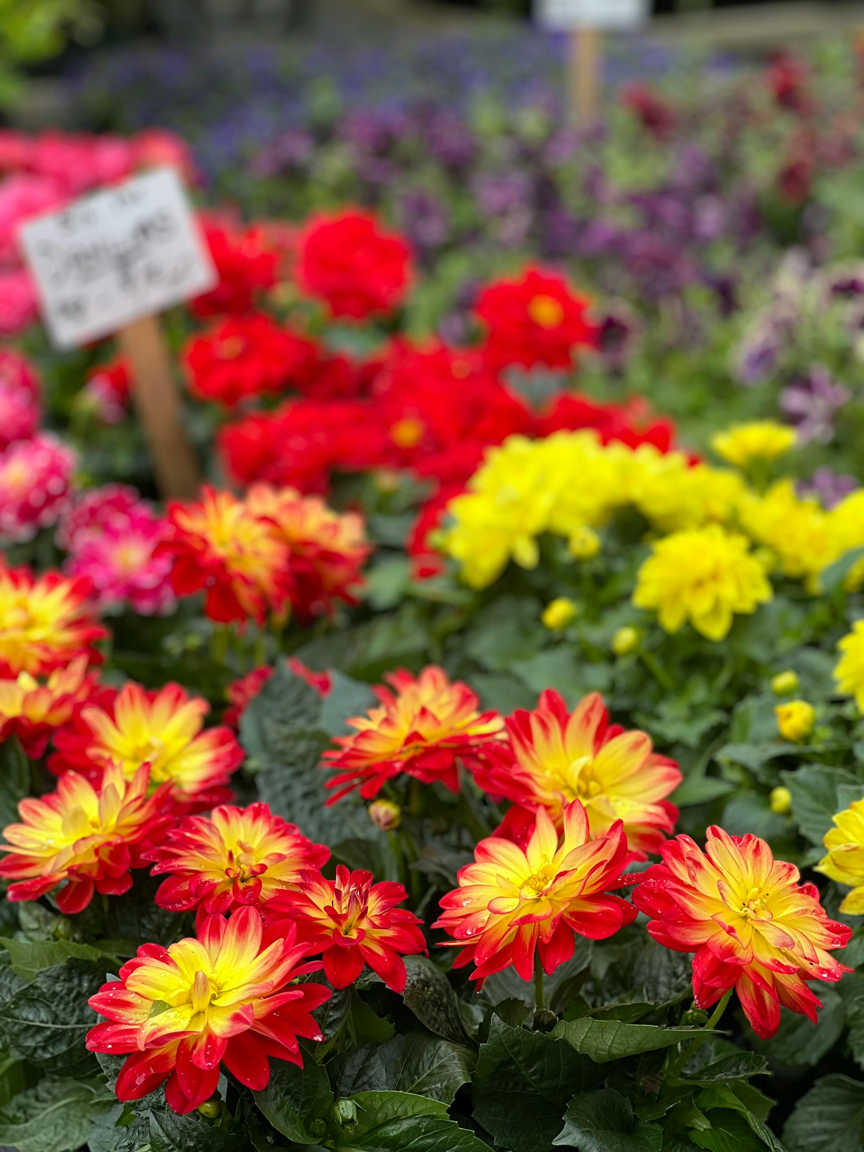 Colourful Flowers Photos, Download The BEST Free Colourful Flowers ...