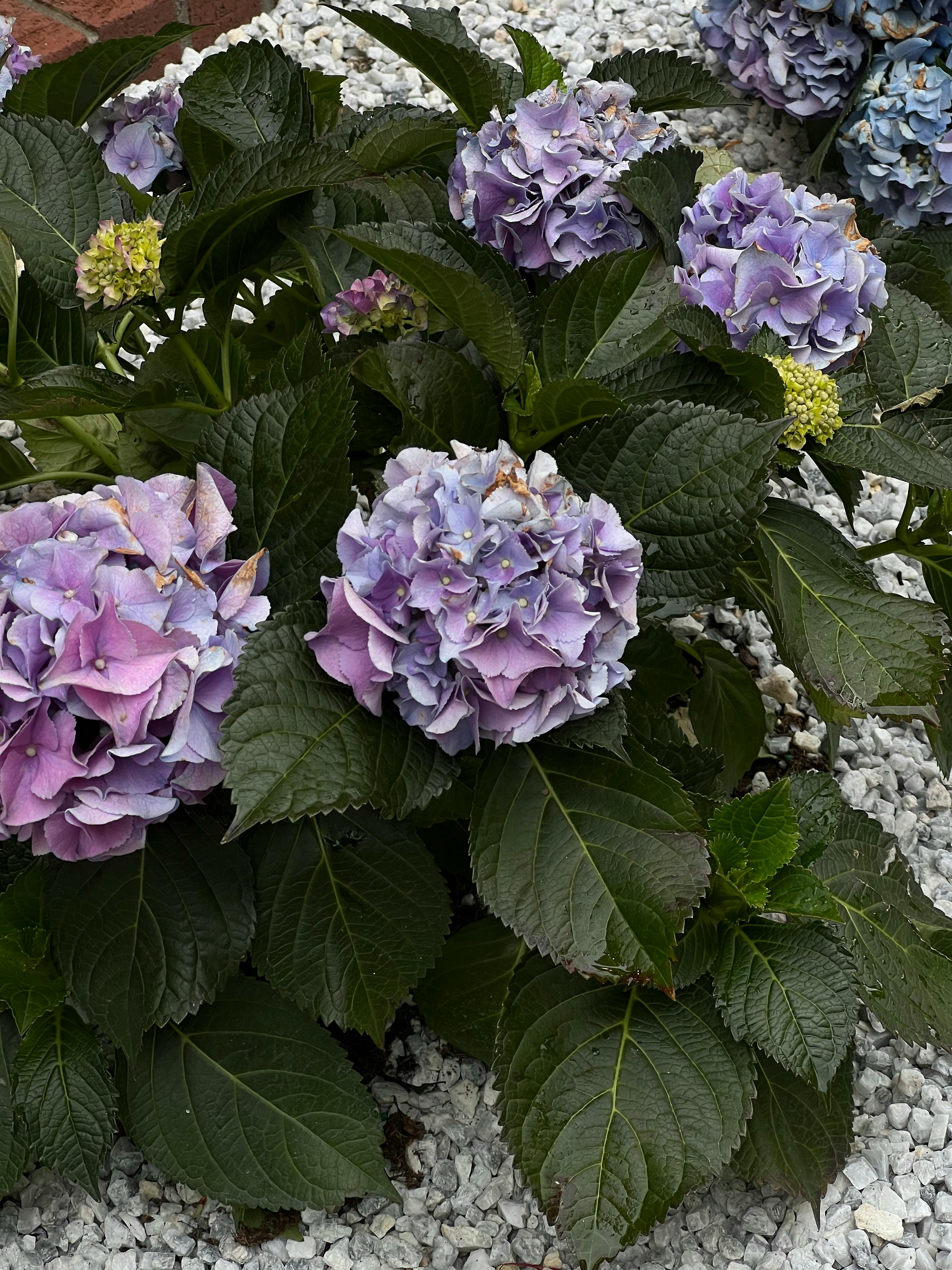 Purple Hydrangea Flowers · Free Stock Photo