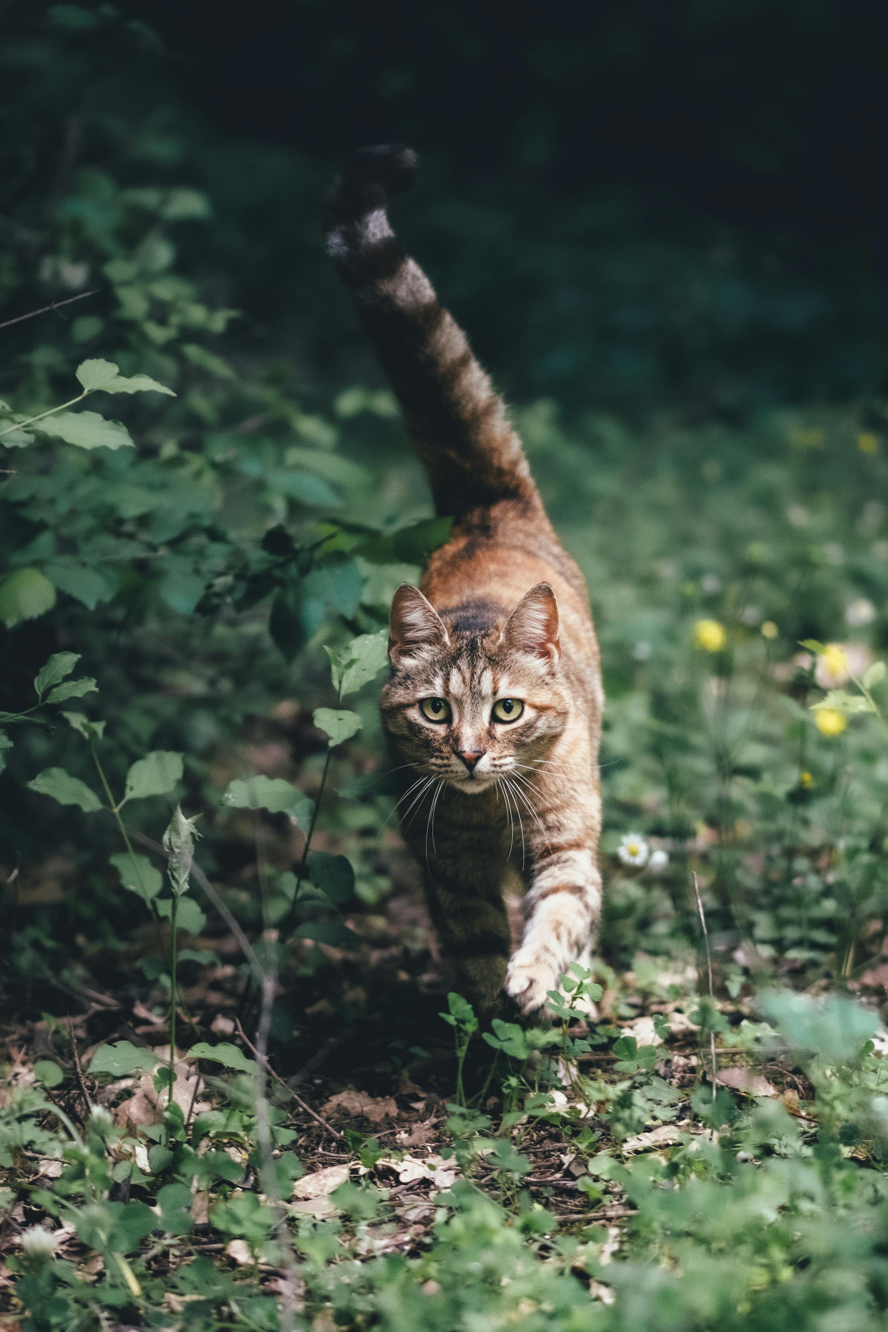 Brown Cat in a Forest · Free Stock Photo