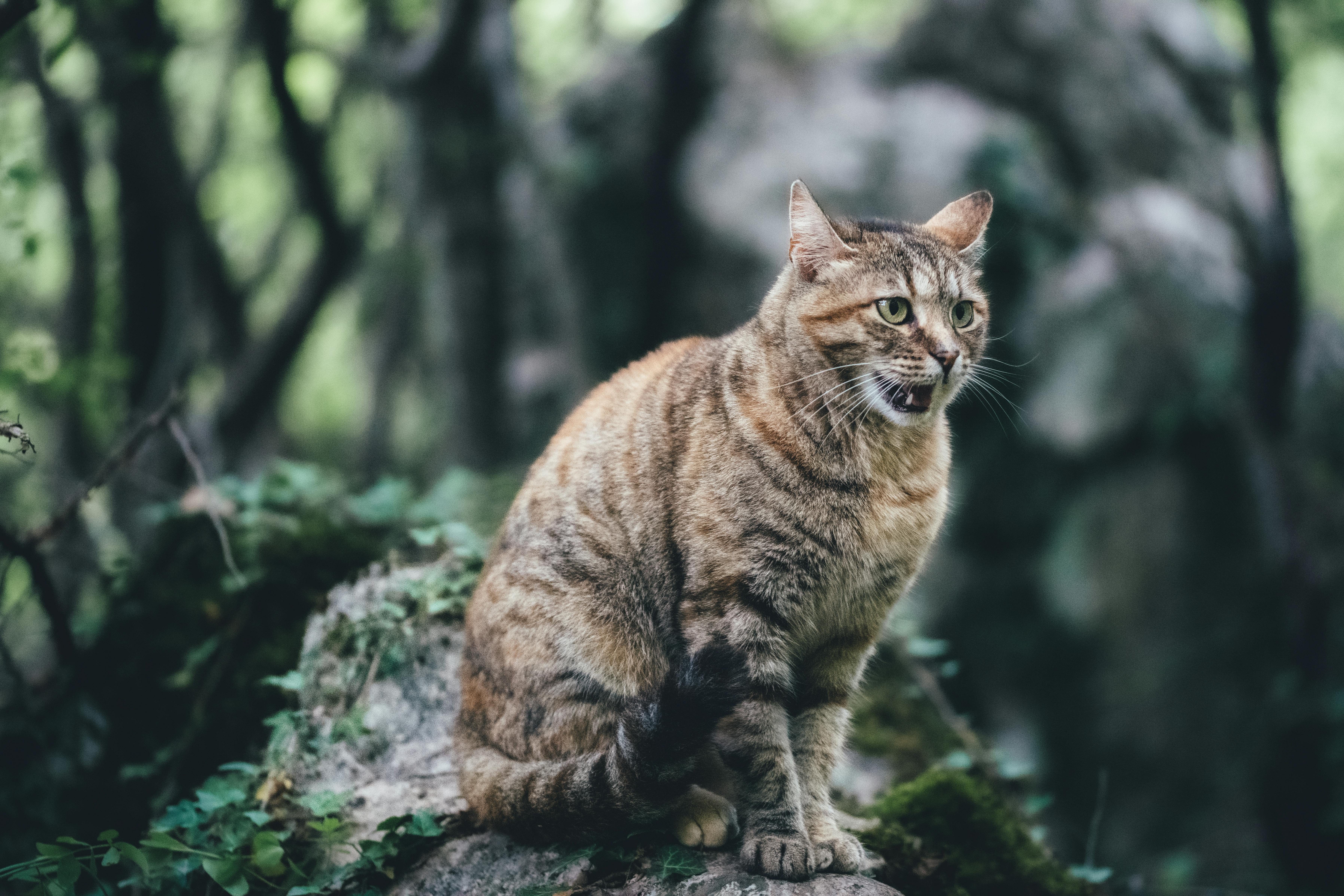 Fluffy lynx sitting in snow · Free Stock Photo