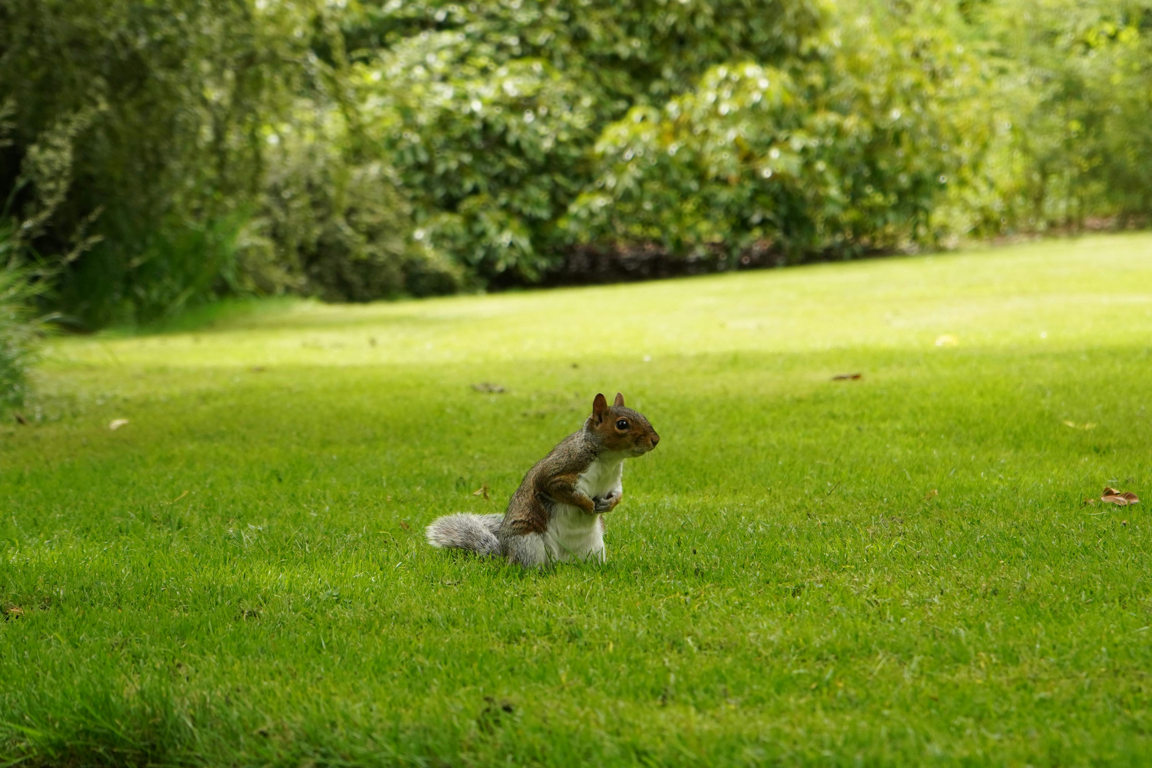 Squirrel on Lawn · Free Stock Photo