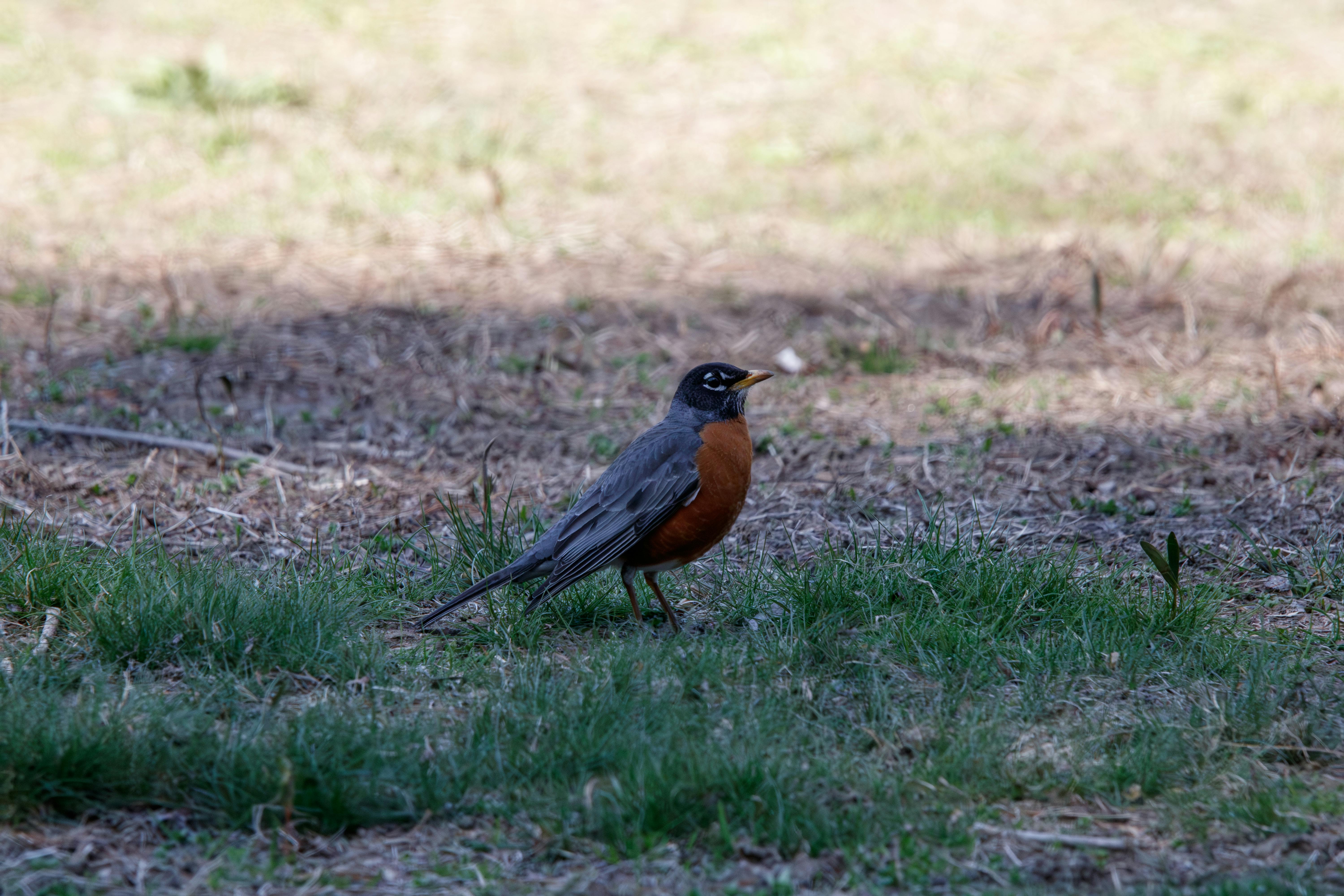 American Robin Bird · Free Stock Photo