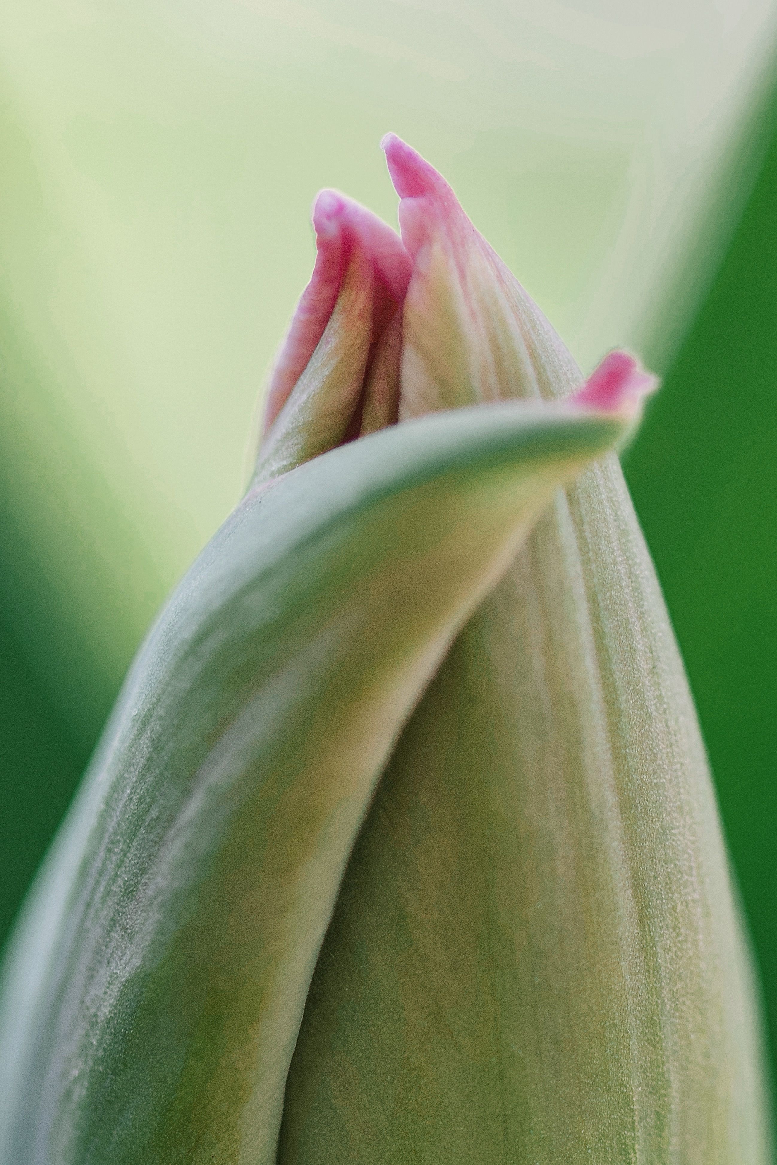 Close-up of the Tip of a Tulip Bud · Free Stock Photo