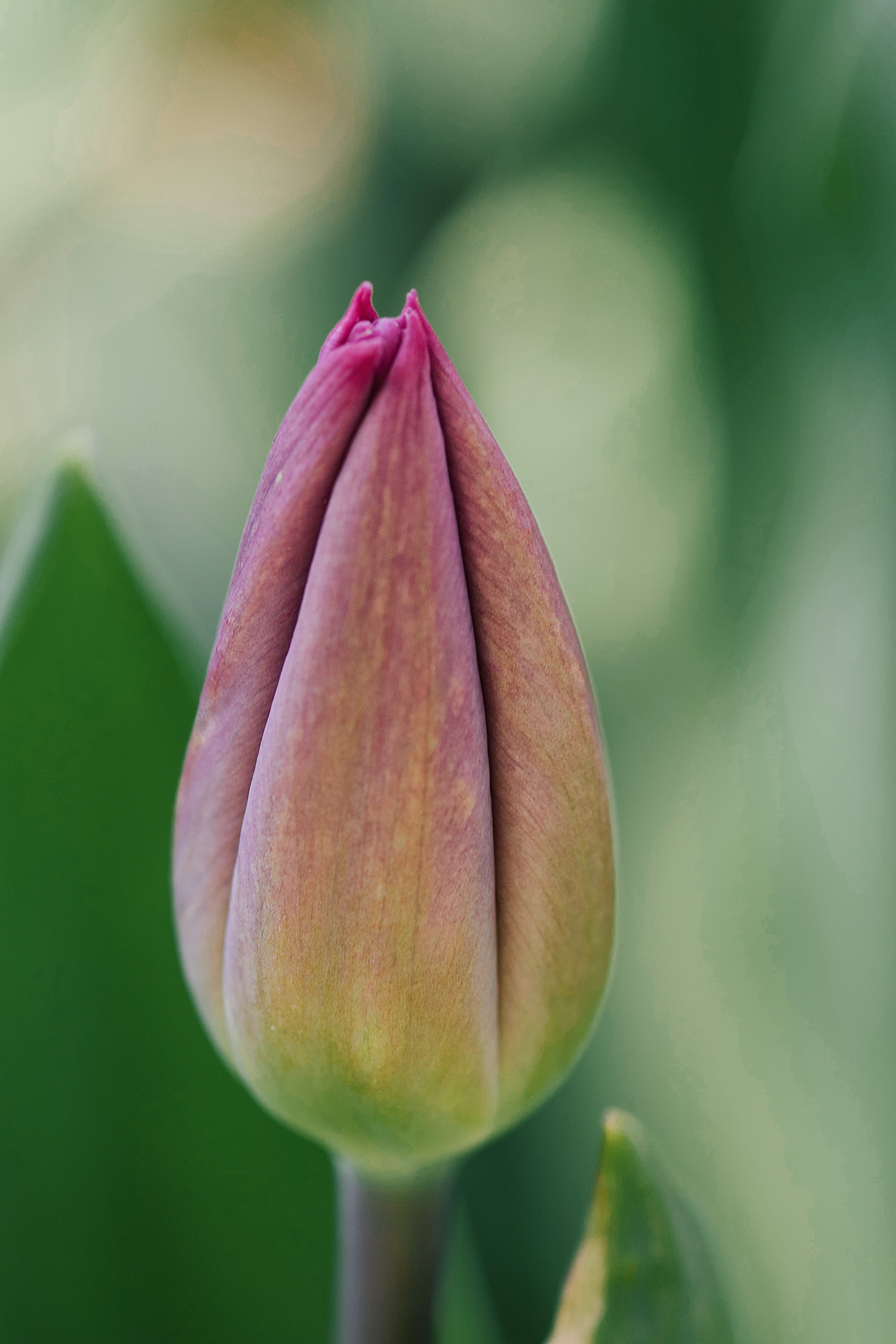 Closed Tulip Flower · Free Stock Photo