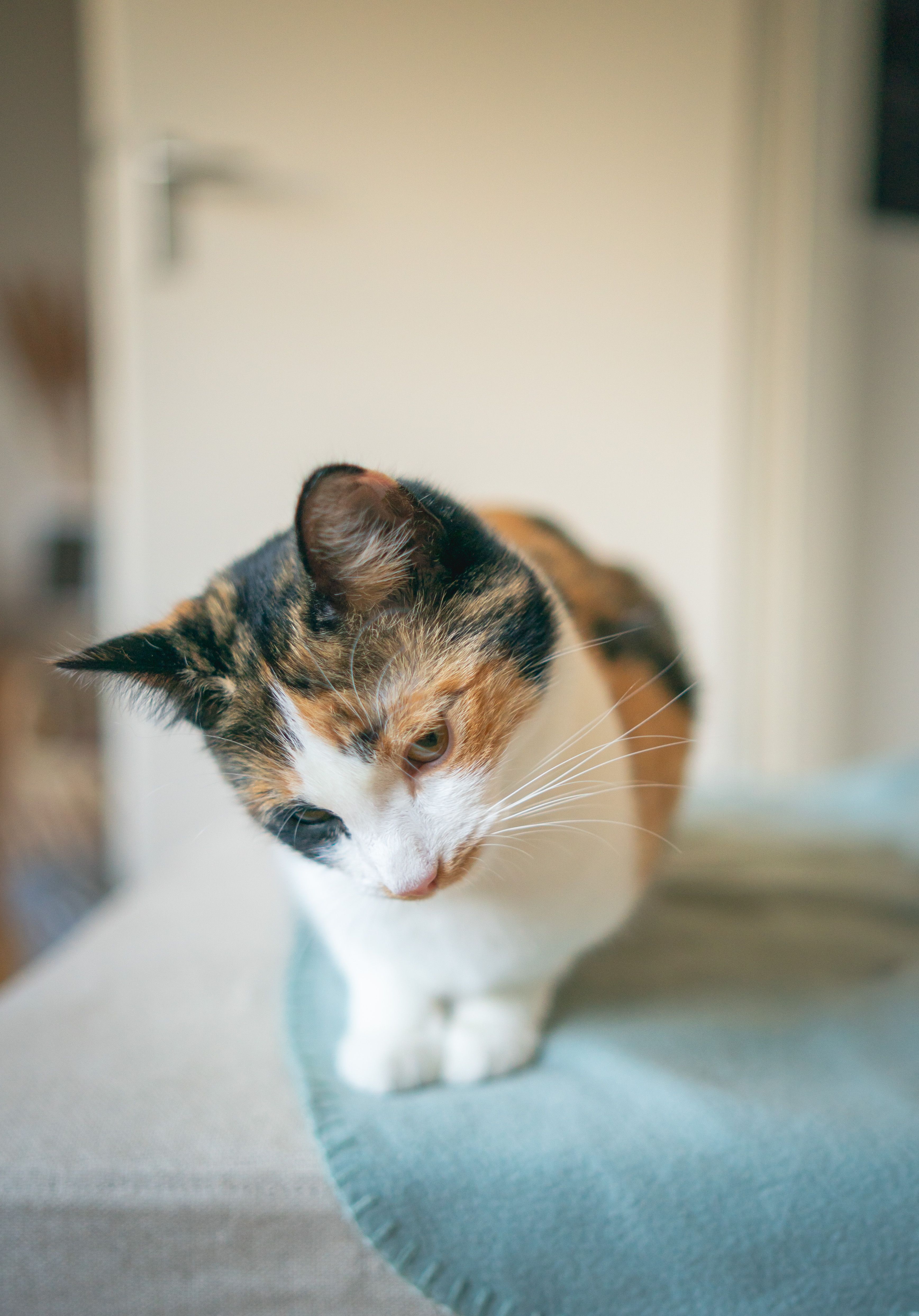 A calico cat sitting on a bed · Free Stock Photo