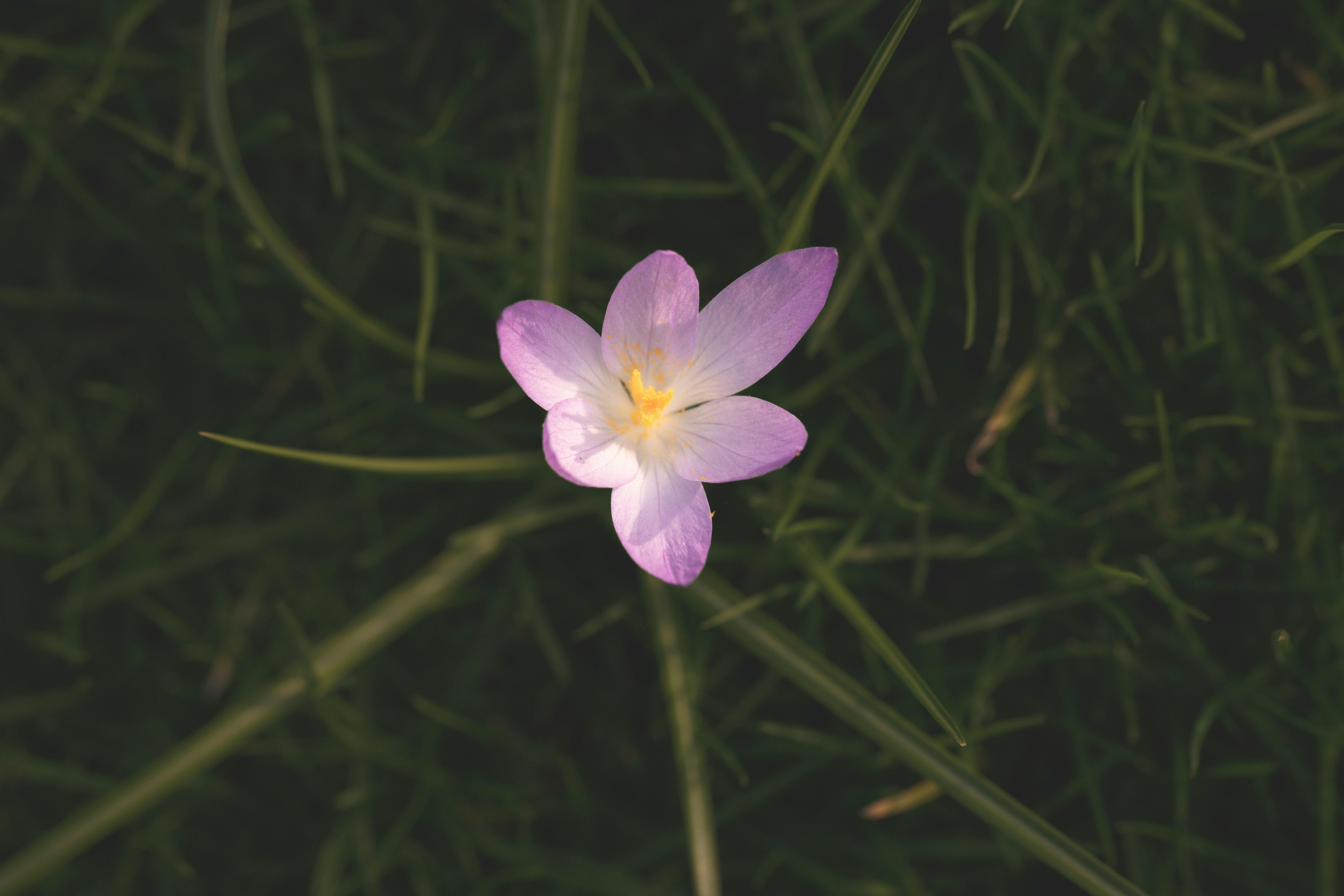 Pink Early Crocus Flower · Free Stock Photo