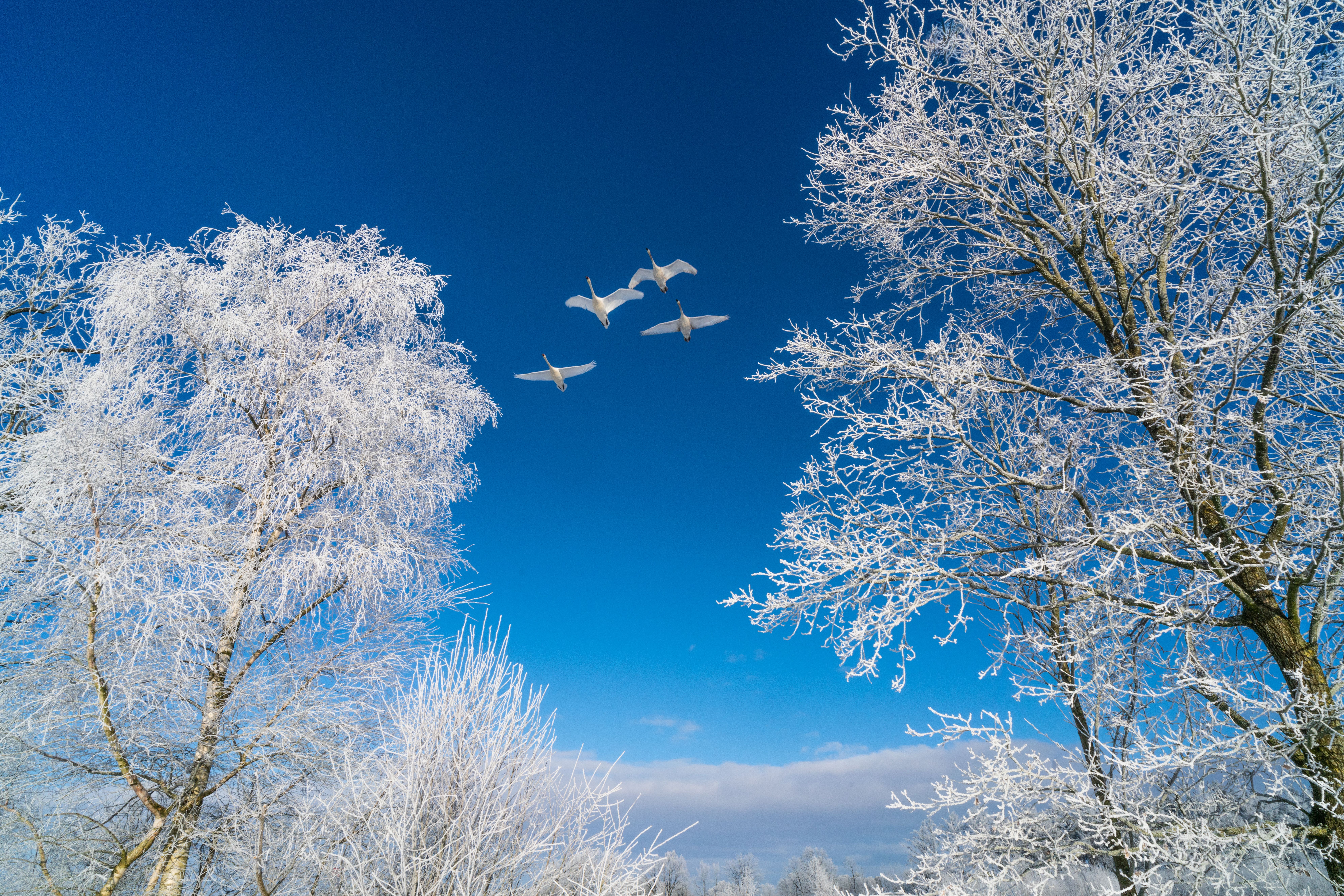 Swans flying over trees covered in snow · Free Stock Photo