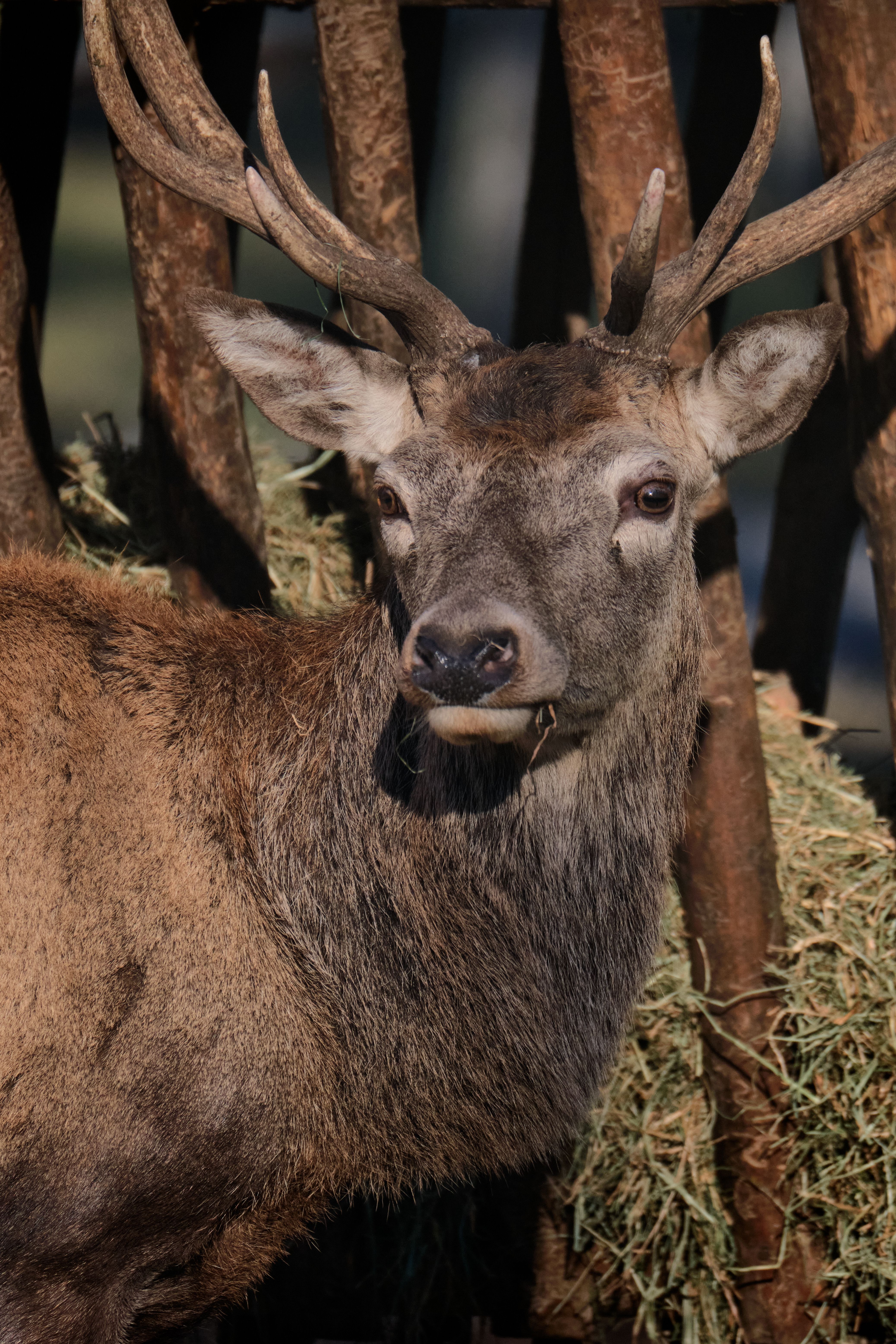 Portrait of Reindeer on Farm · Free Stock Photo