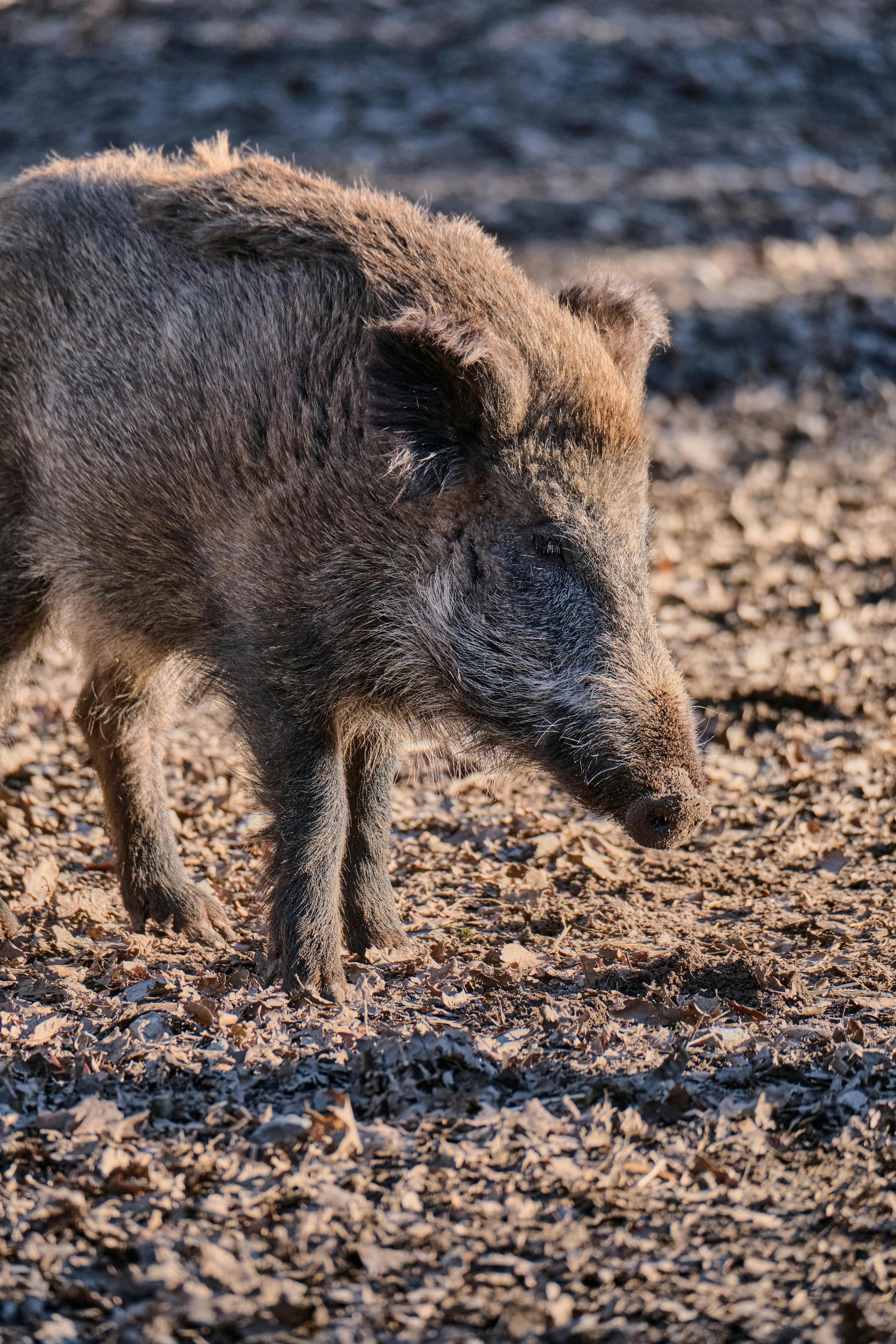 wild-Hog · Free Stock Photo