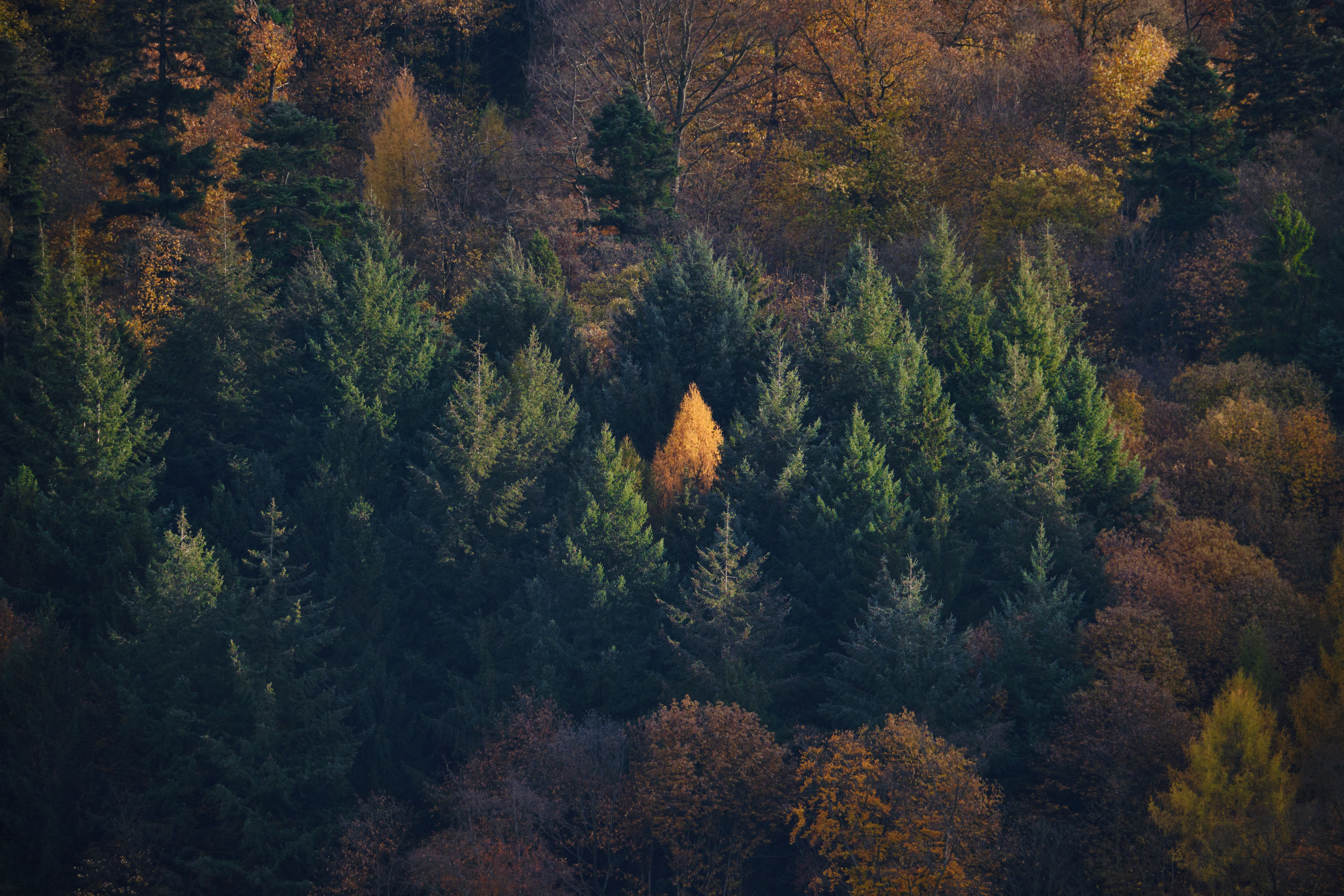 Deep, Evergreen Forest · Free Stock Photo