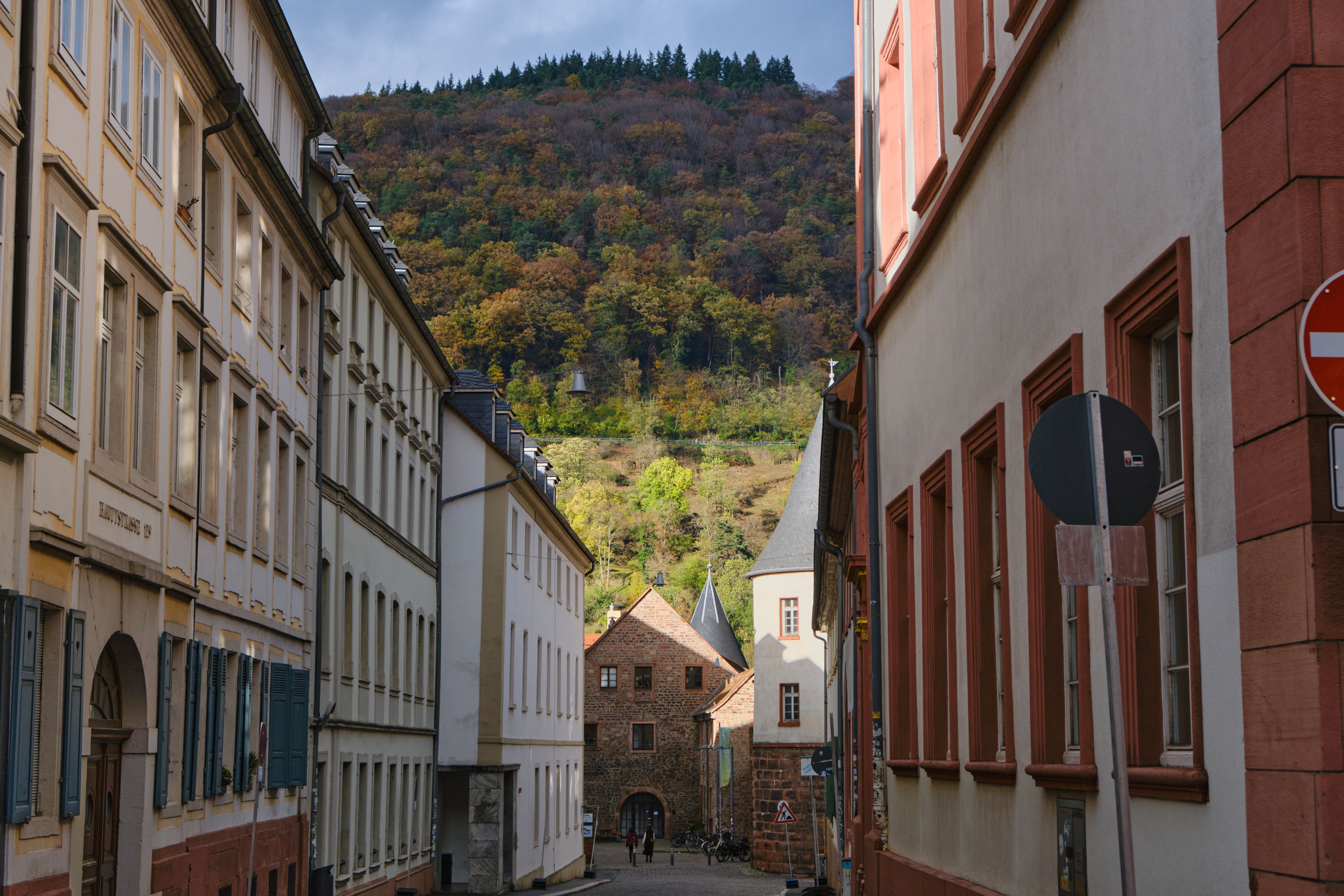 Forest on Hill behind Houses in Old Town · Free Stock Photo