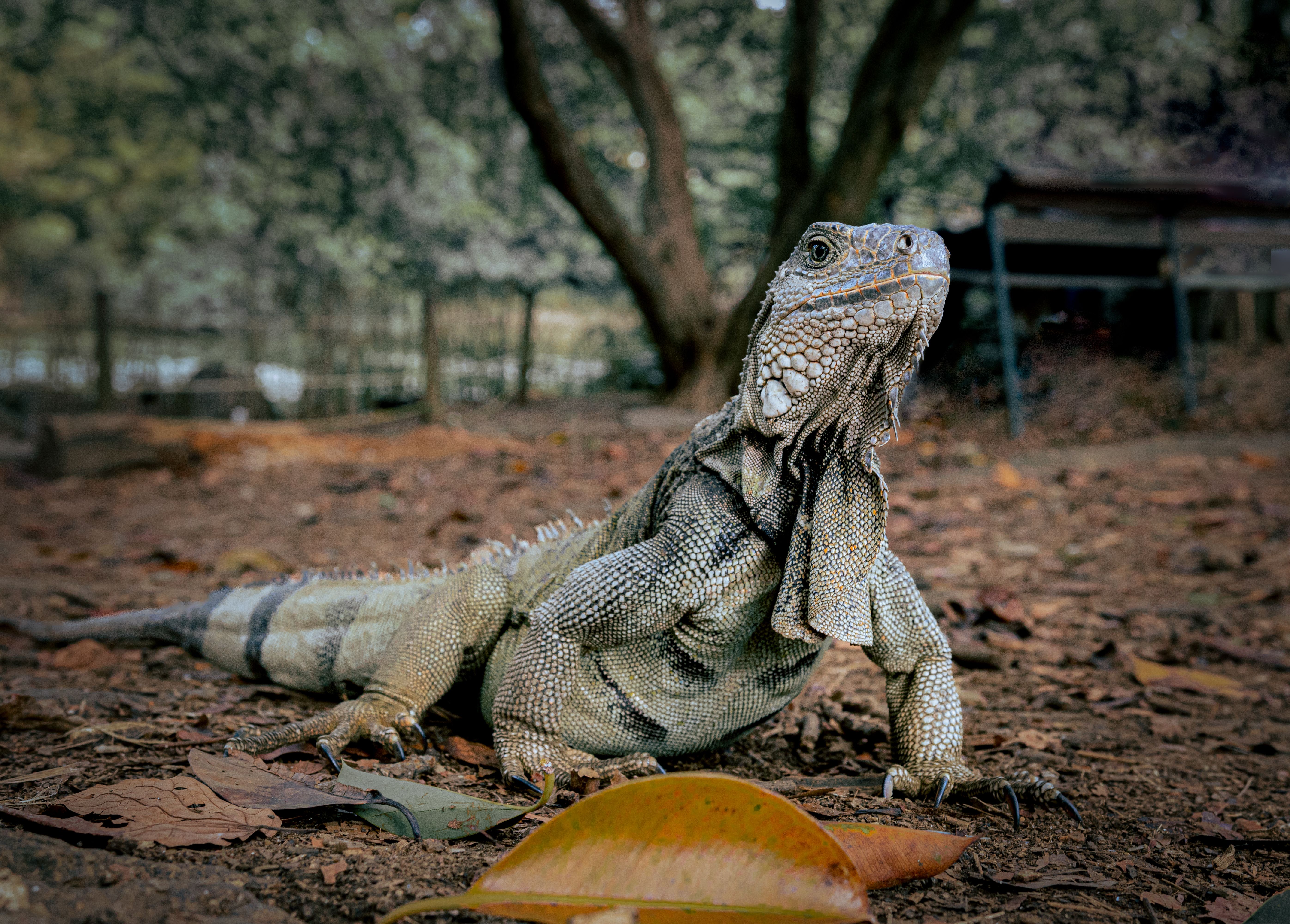 Iguana at the Zoo · Free Stock Photo