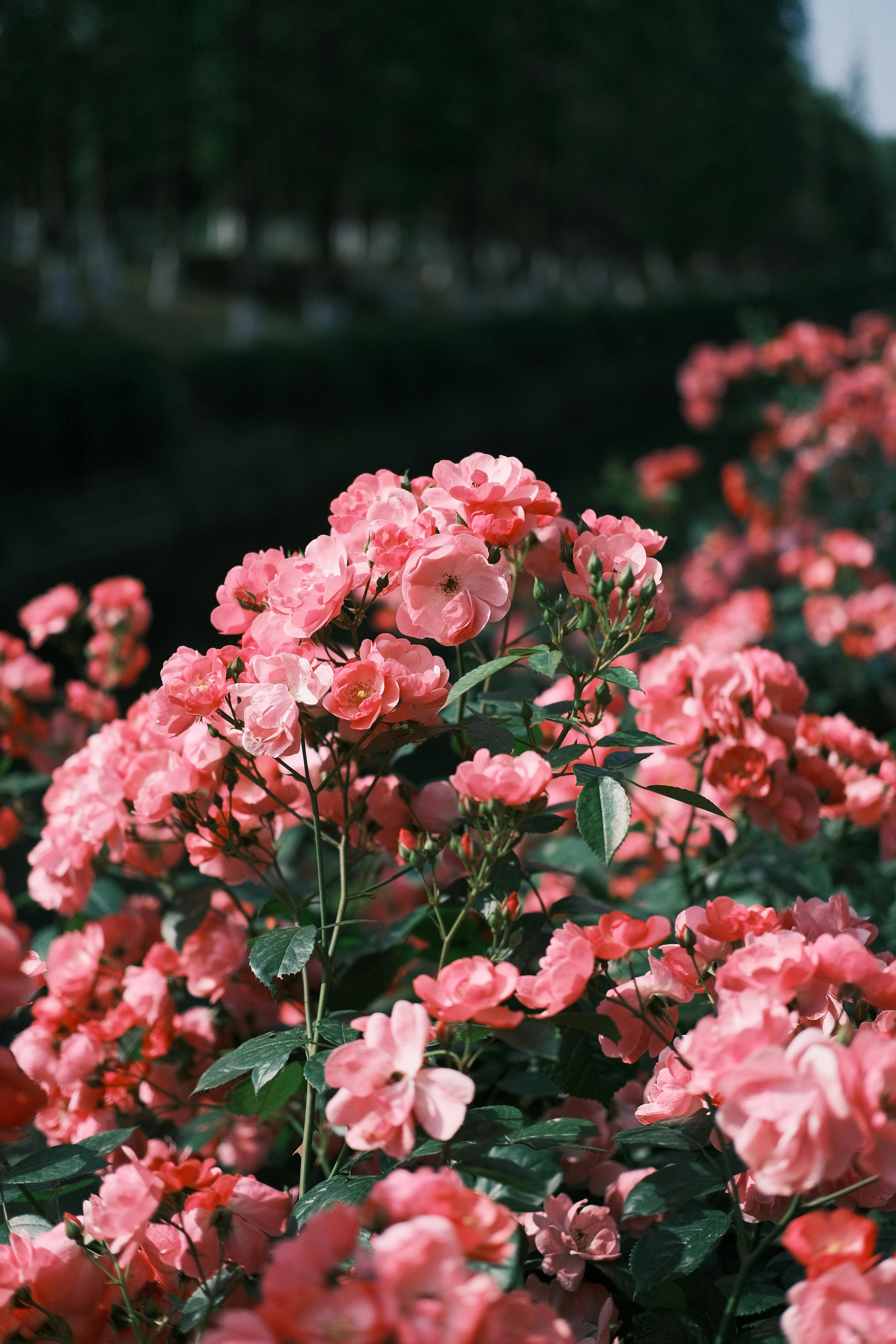 Hacker Pink Photos, Download The BEST Free Hacker Pink Stock Photos ...