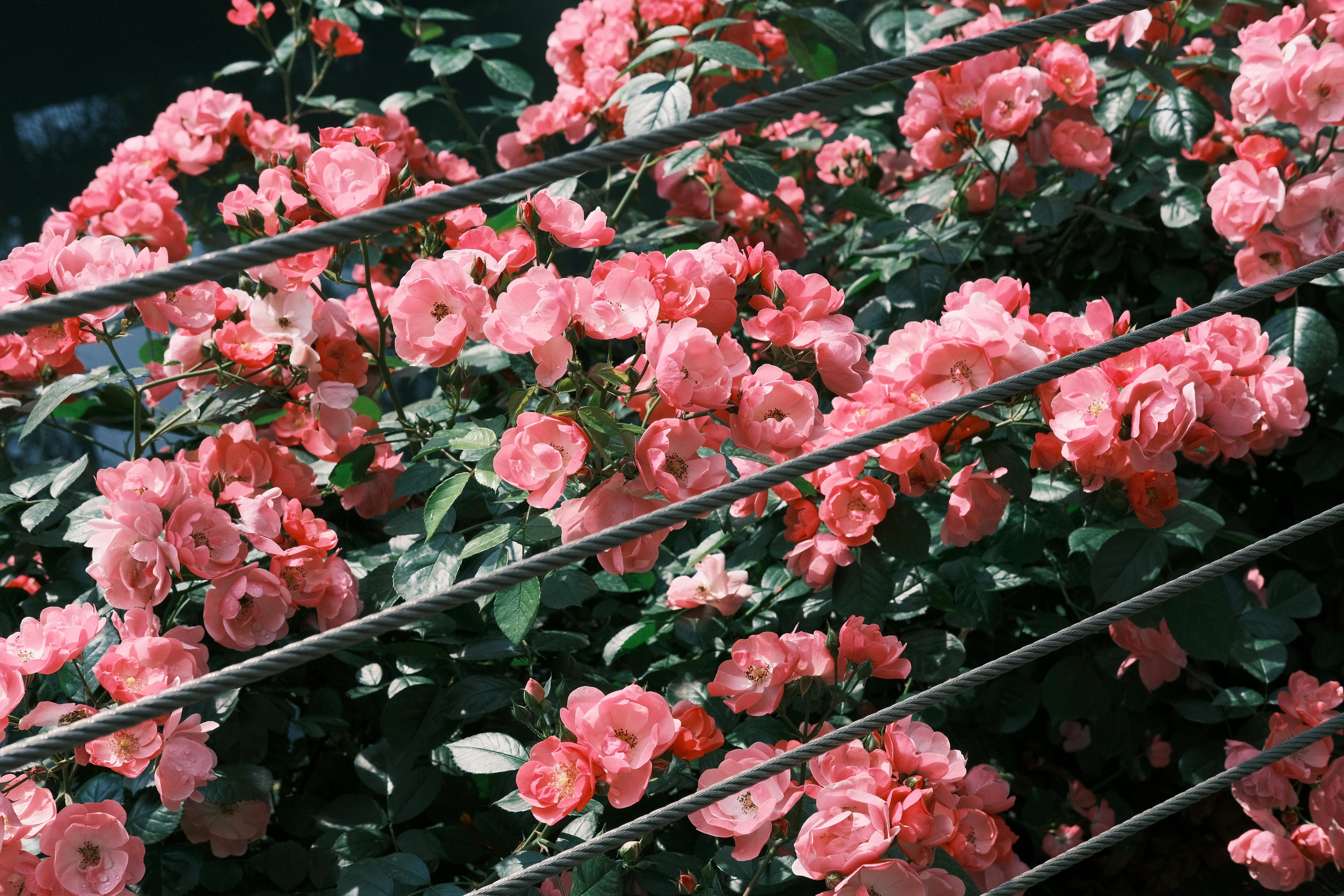 9,000+张最精彩的“Jump Rope”图片 · 100%免费下载 · Pexels素材图片