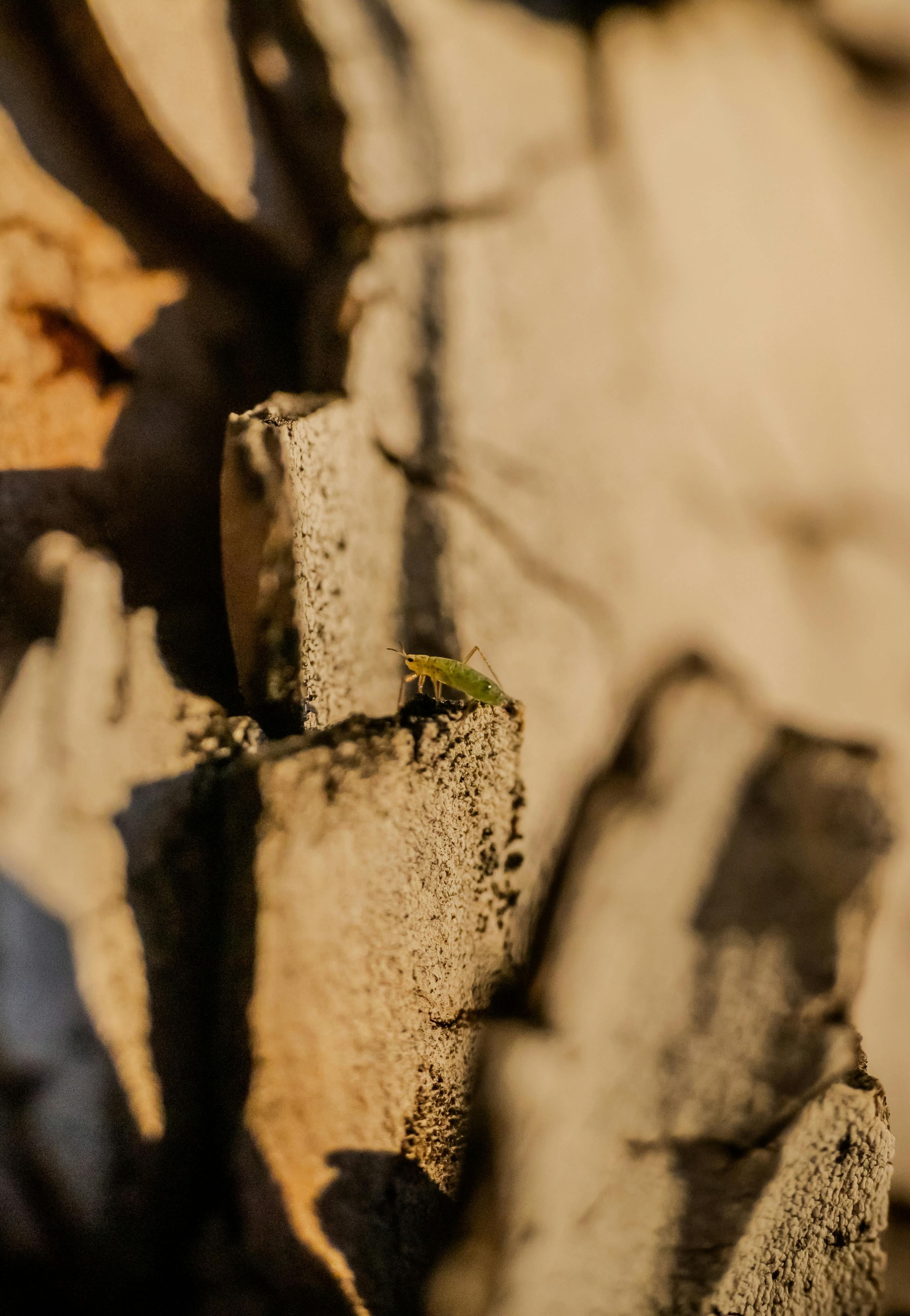 Insect Peeing Photos, Download The BEST Free Insect Peeing Stock Photos ...