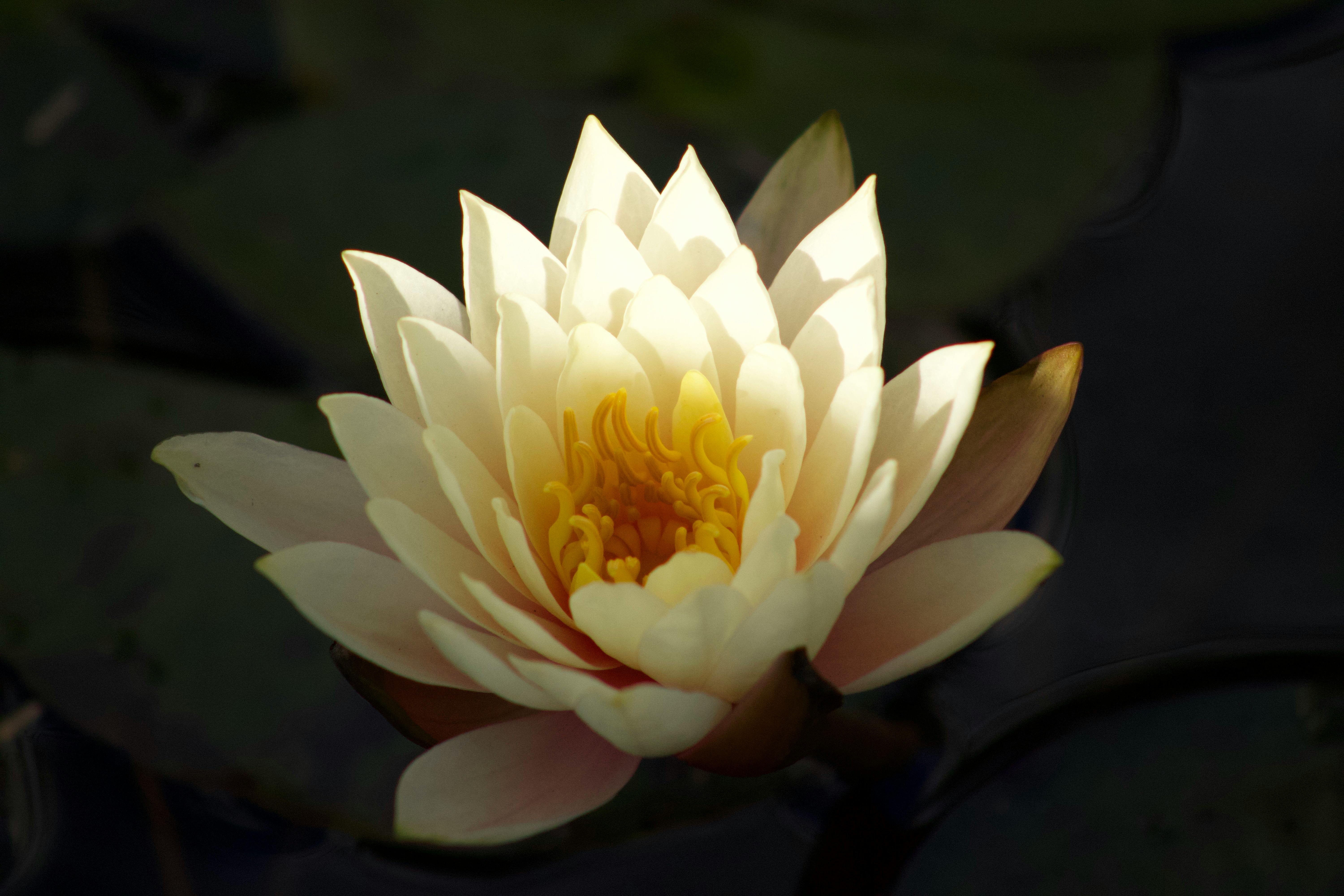 Wight Wallpaper Photos, Download The BEST Free Wight Wallpaper Stock ...