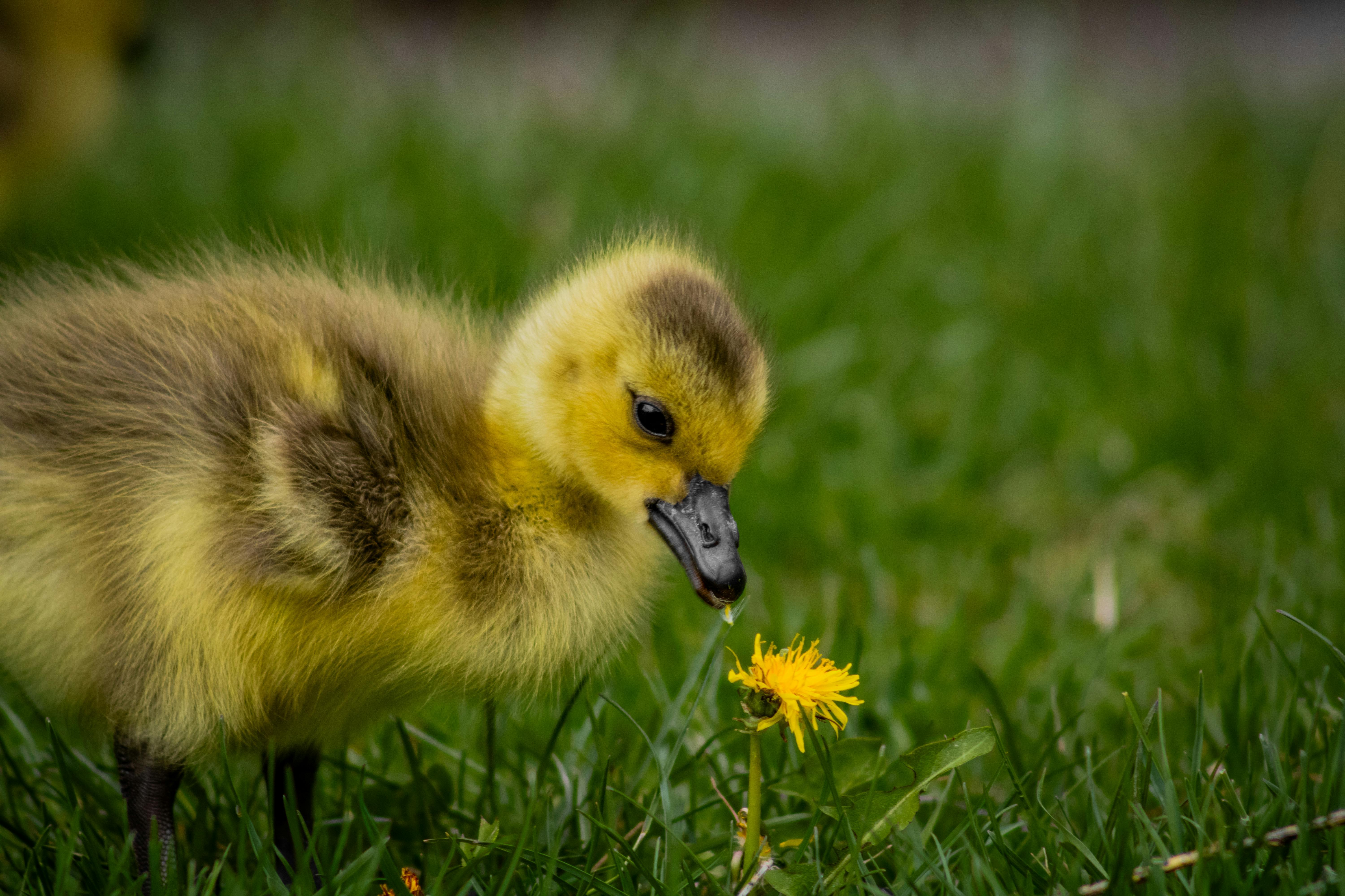 Duckling Flower Photos, Download The BEST Free Duckling Flower Stock ...