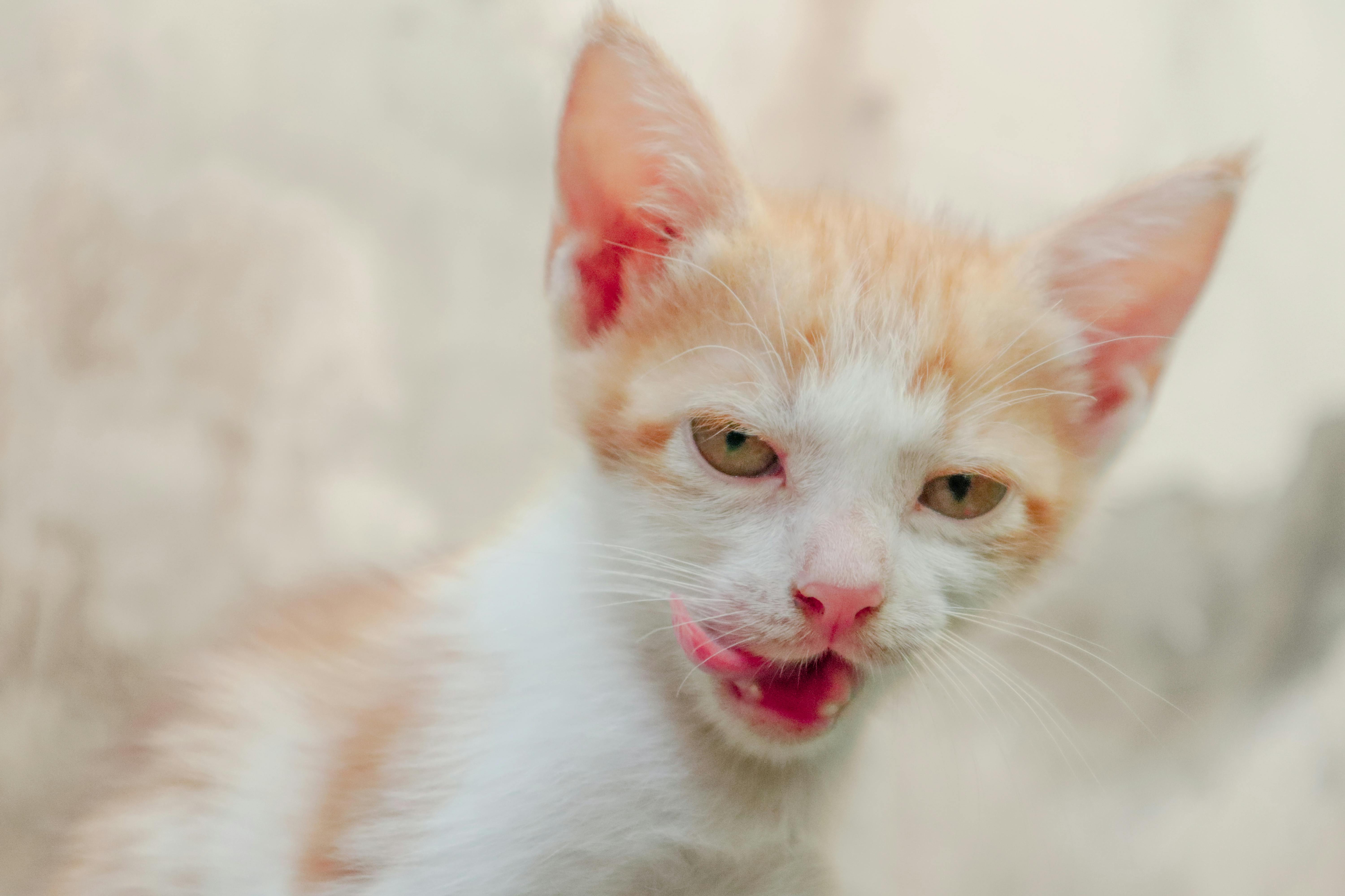 Animals In Nature Photos, Download The BEST Free Animals In Nature ...