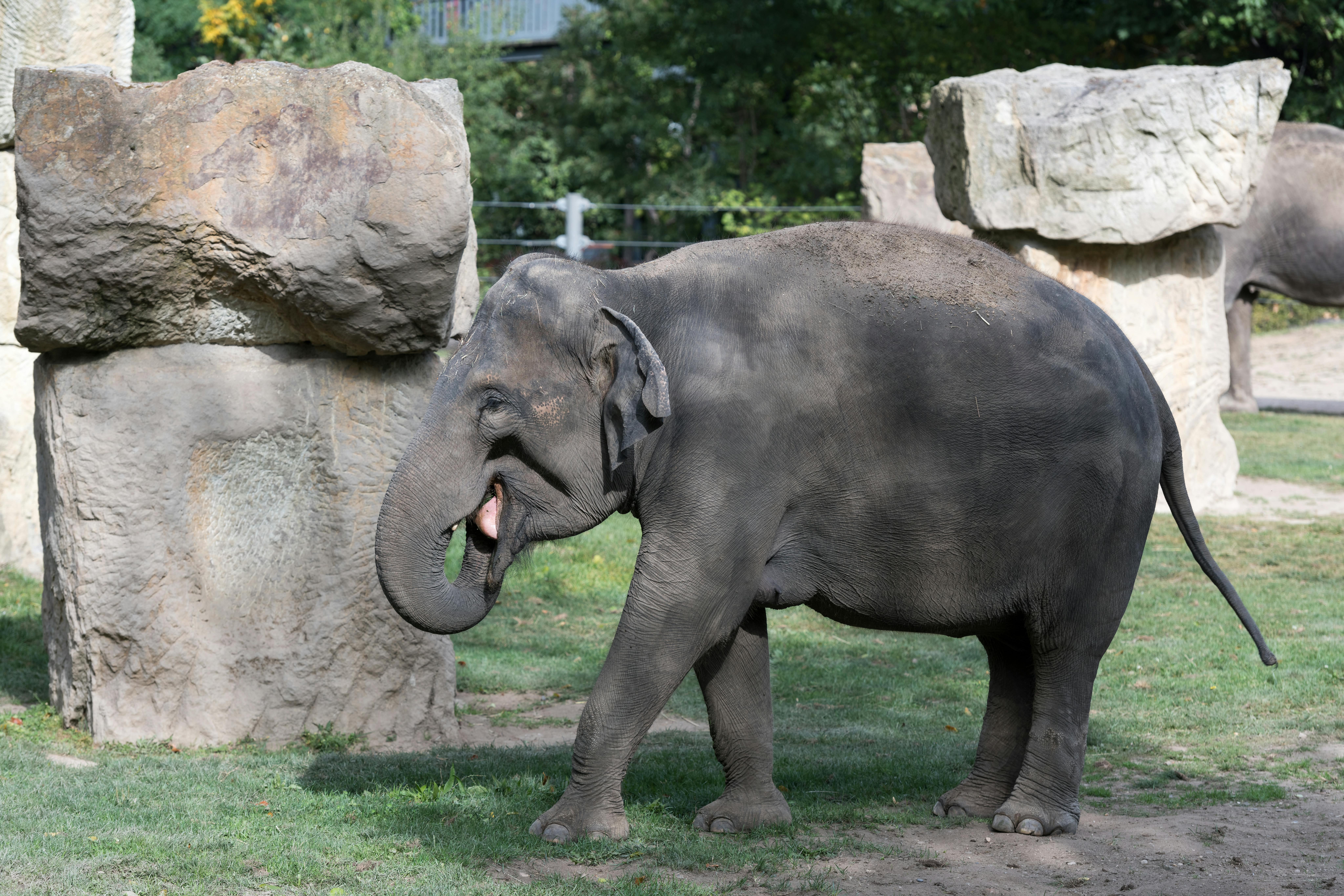 2 Brown Elephants on Brown Sand · Free Stock Photo
