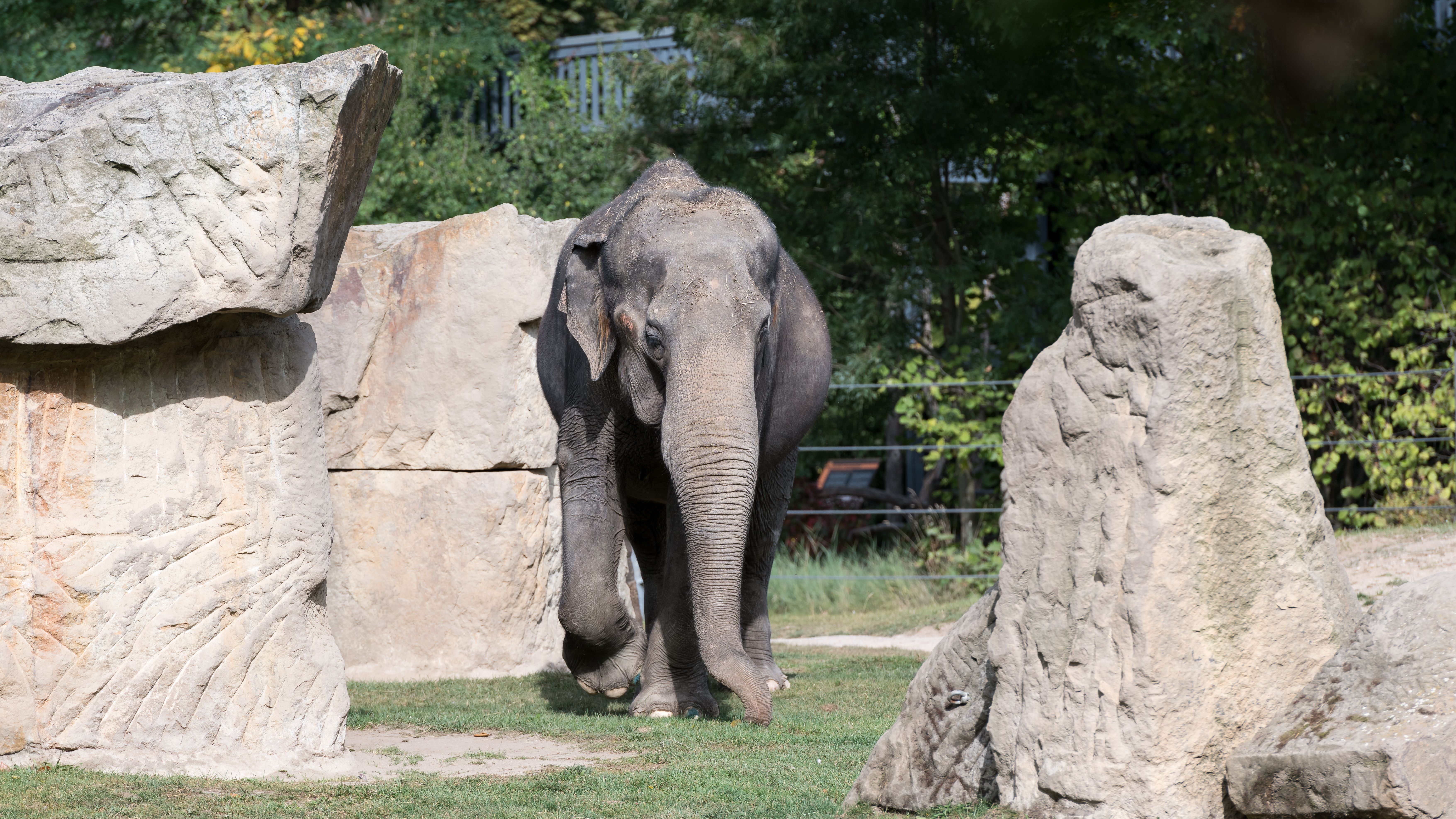 Elephant among Rocks in Zoo · Free Stock Photo