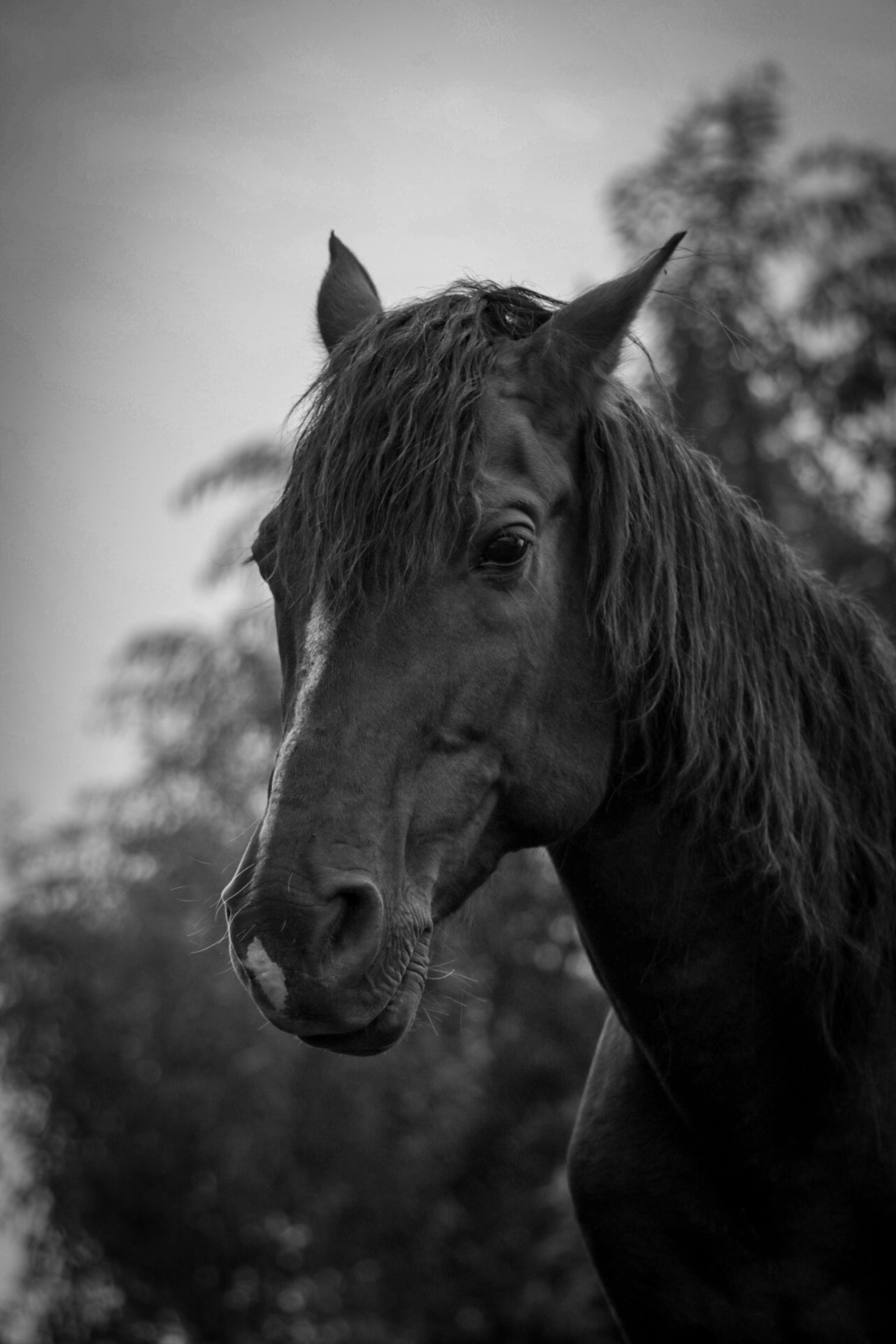 Cabeza De Caballo Castaño · Foto de stock gratuita